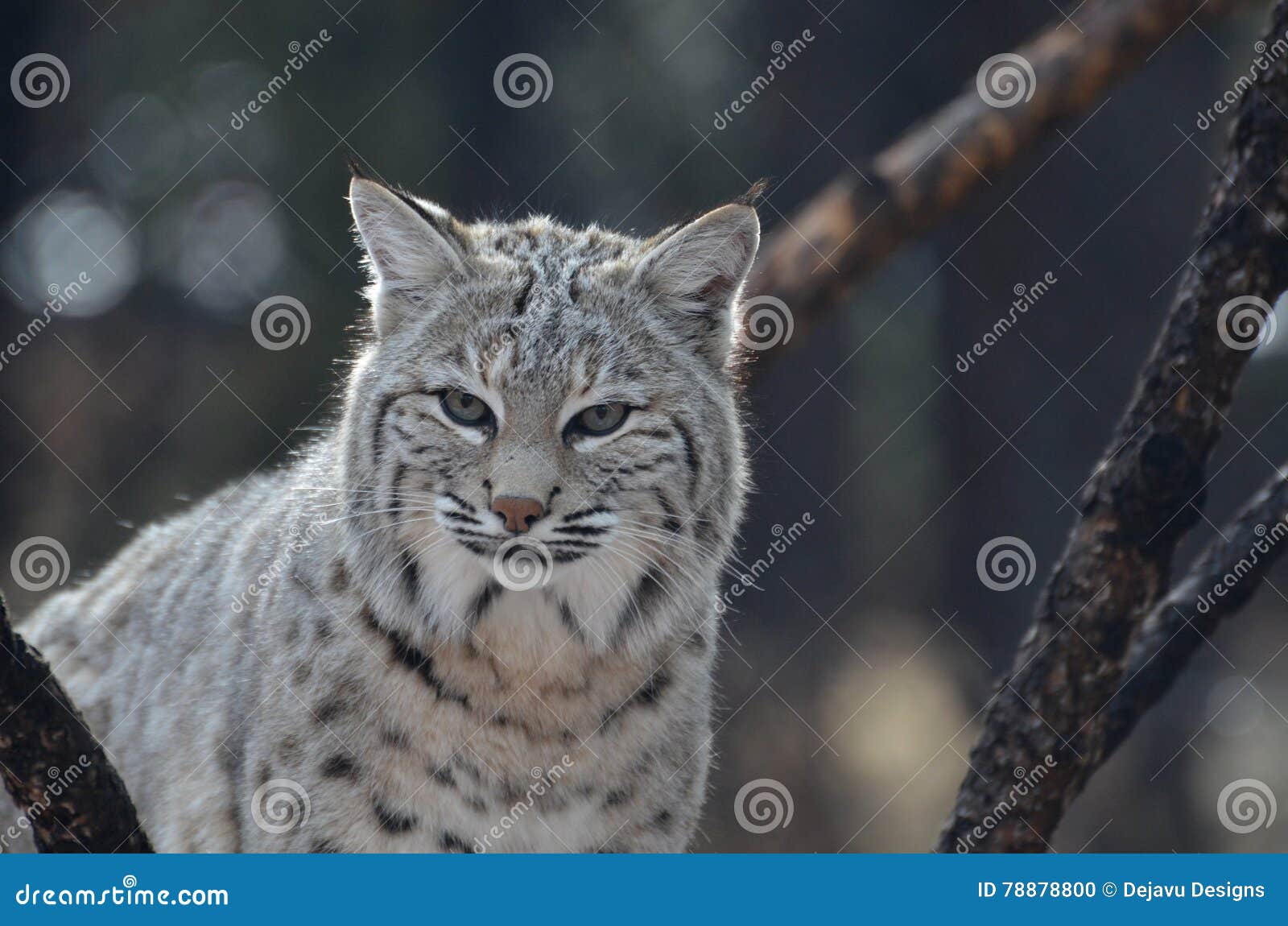 Beautiful Bobcat stock photo. Image of wild, adorable - 78878800