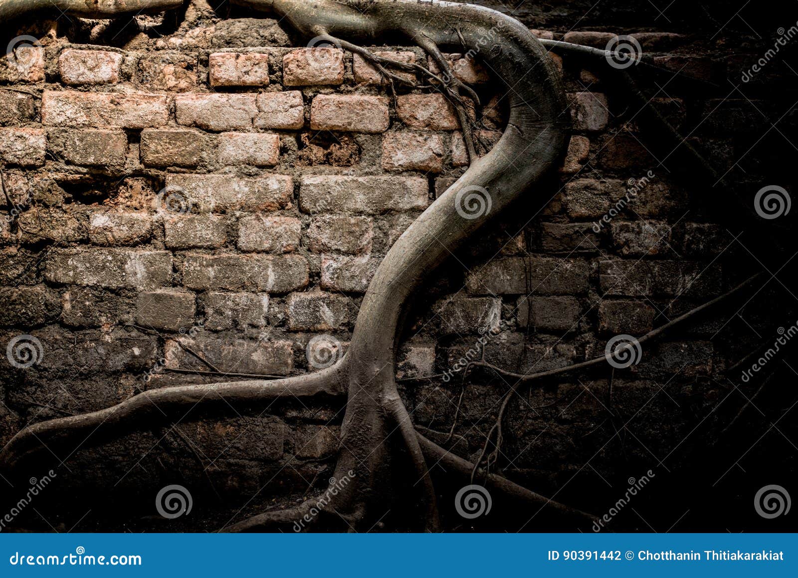 A Beautiful Bodhi Tree Roots on the Wall, To Show Light and Shadow of ...