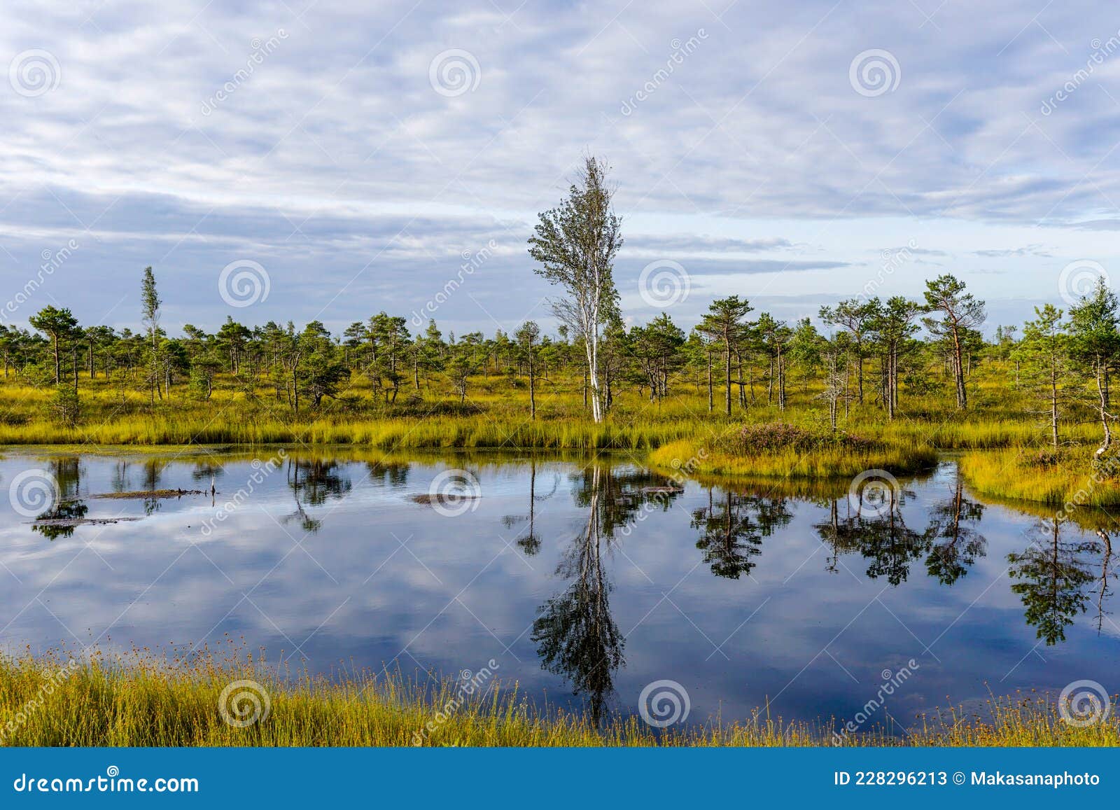 Beautiful Bog and Marsh Landscape with Small Lakes Stock Image - Image ...