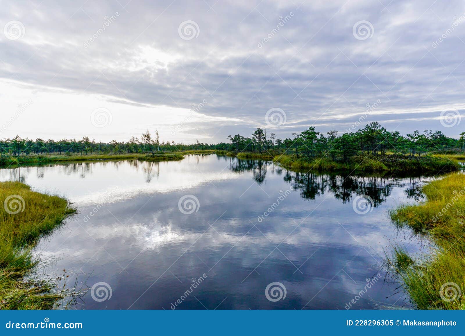 Beautiful Bog and Marsh Landscape with Small Lakes Stock Image - Image ...