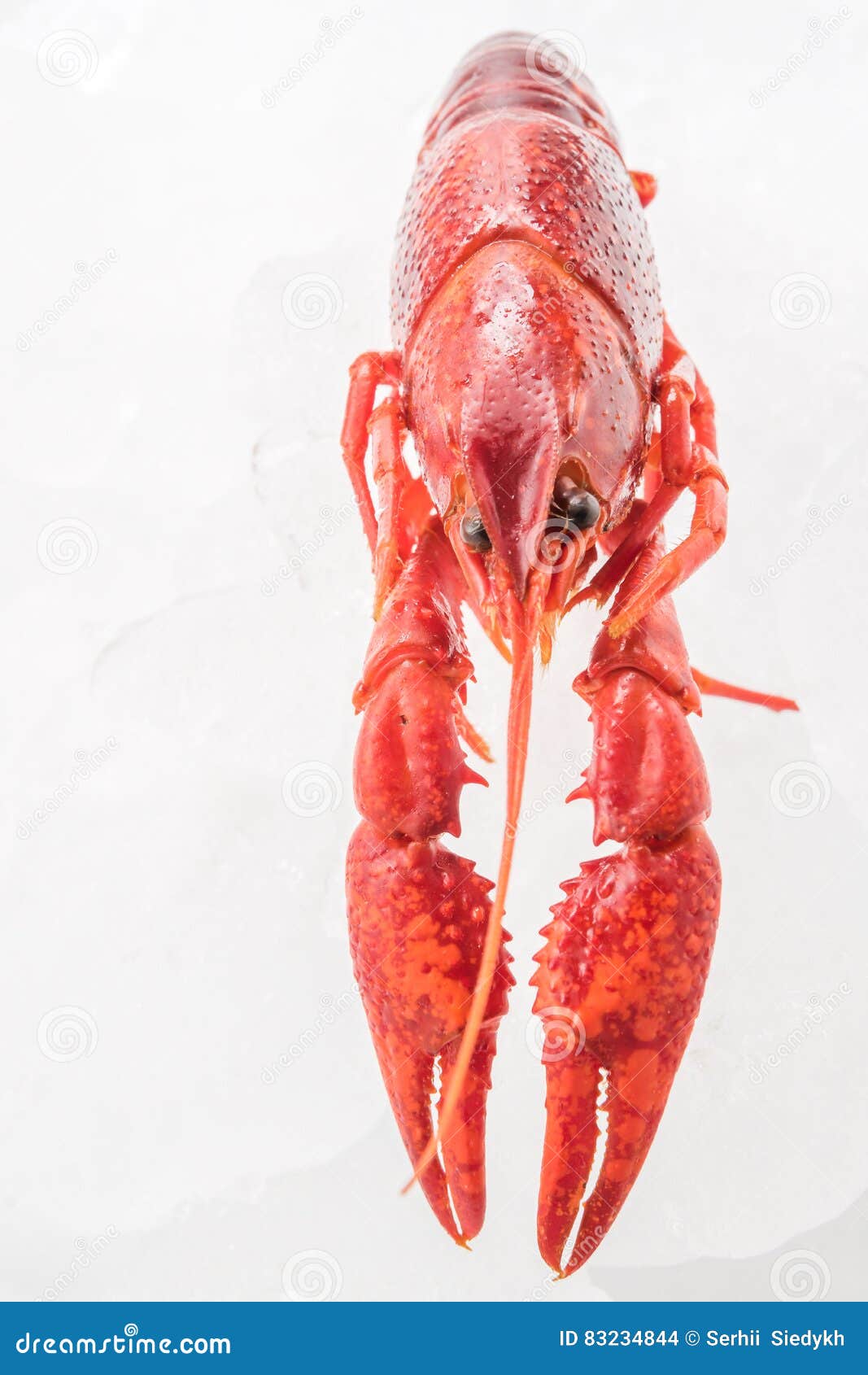 Beautiful boiled crayfish stock photo. Image of beautiful - 83234844