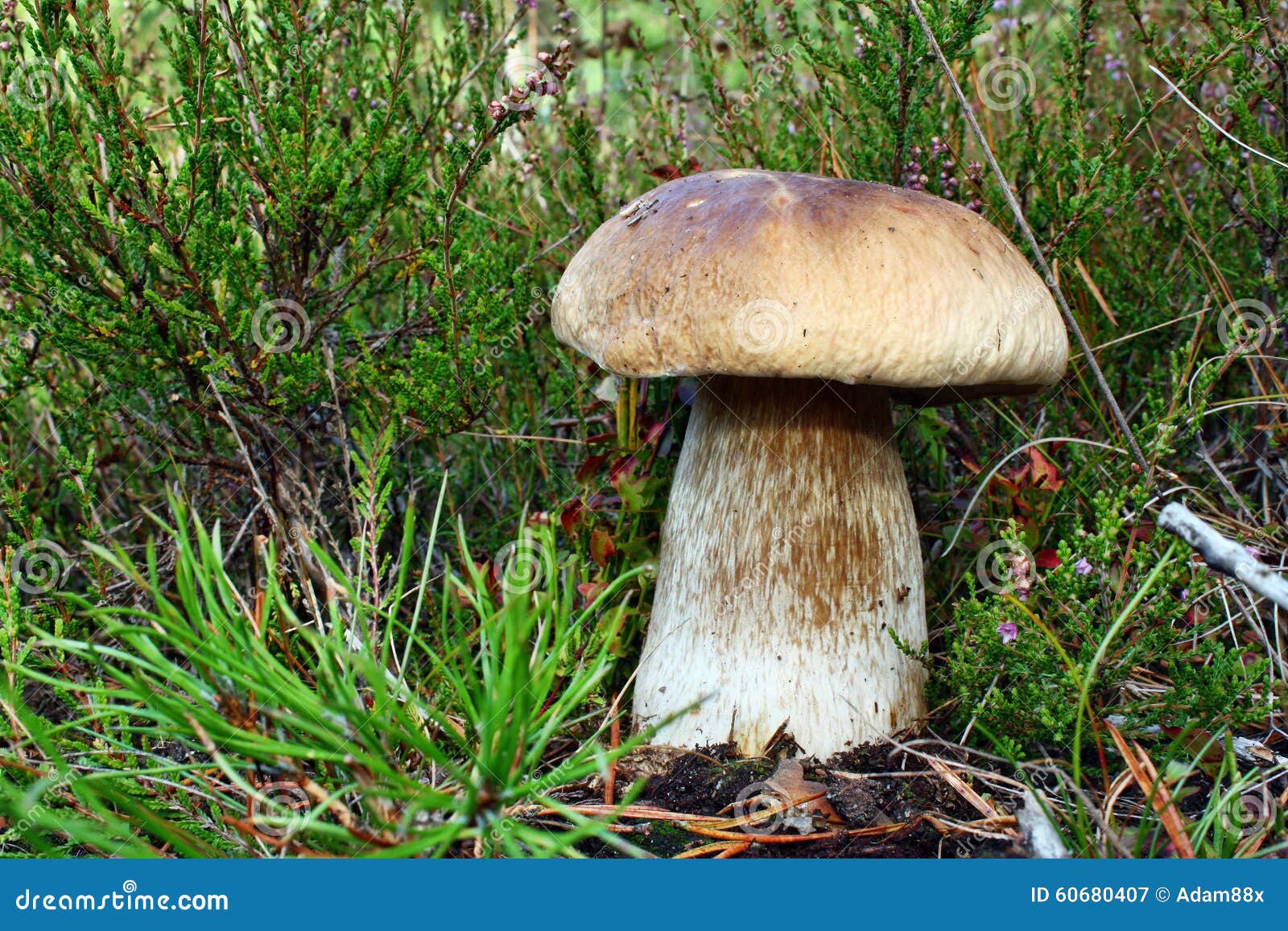 Beautiful boletus edulis stock image. Image of king, bolete - 60680407