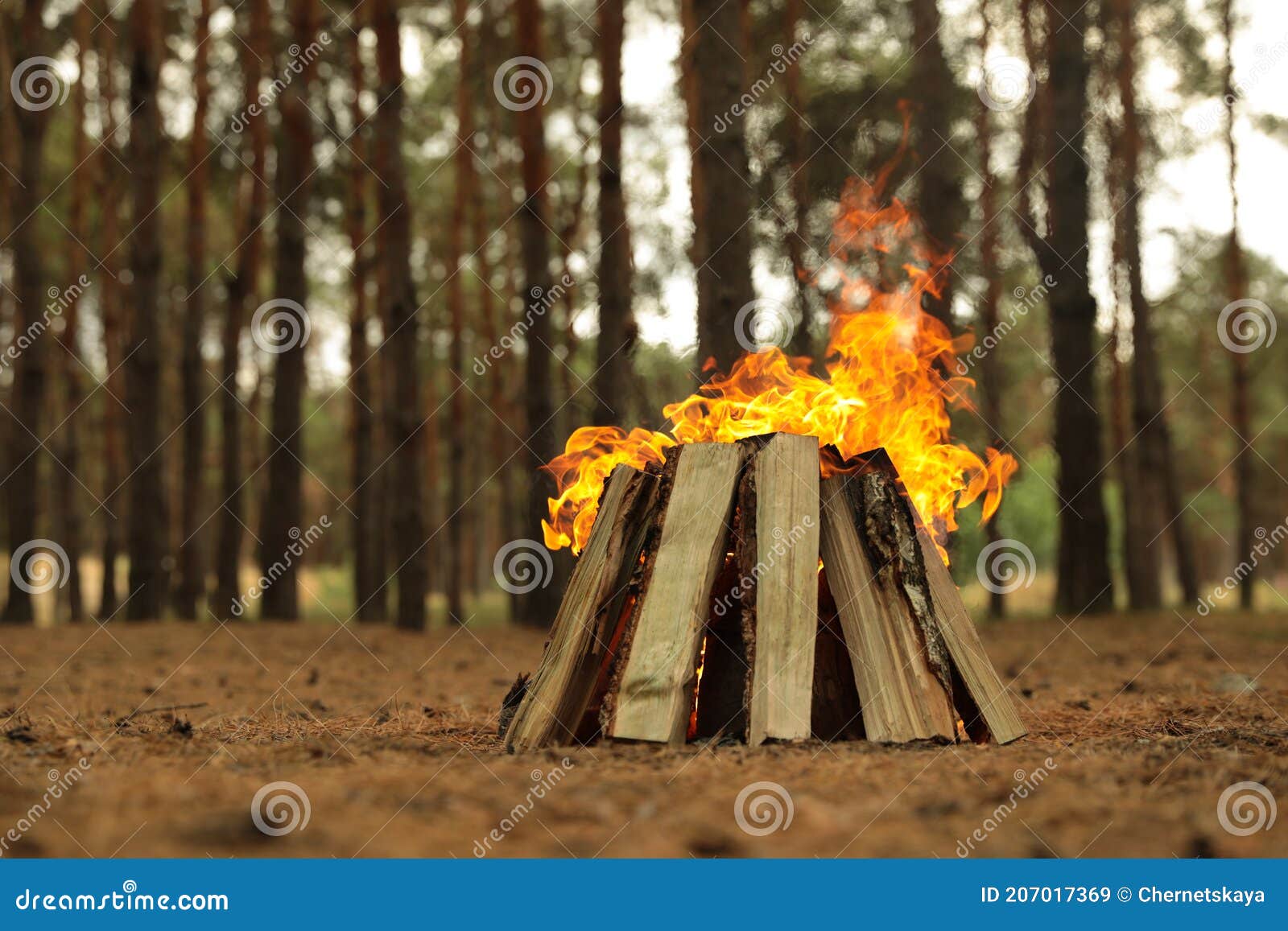 Beautiful Bonfire with Burning Firewood in Forest Stock Image - Image ...