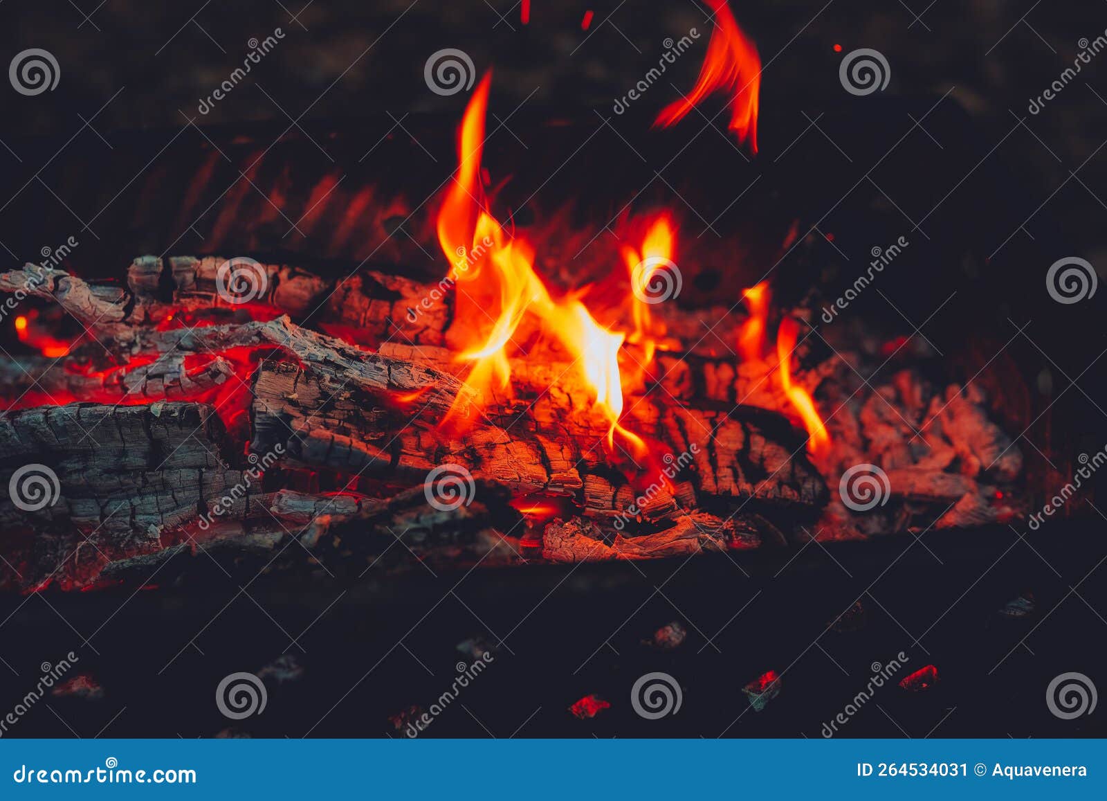 Beautiful Bonfire with Burning Firewood in Forest Stock Image - Image ...