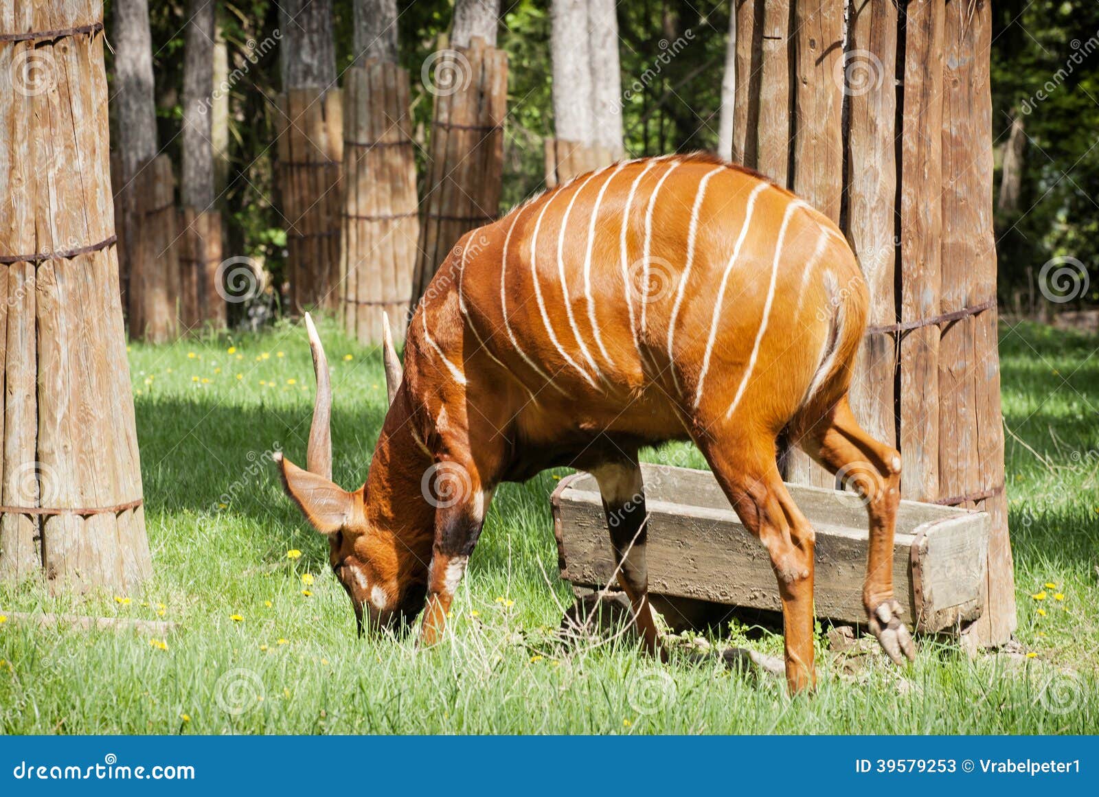 Beautiful Bongo Antelope (Tragelaphus Euryceros) Stock Image - Image of ...