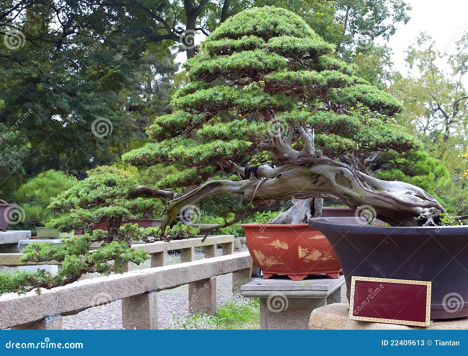 Beautiful bonsai stock image. Image of pine, botanical - 22409613