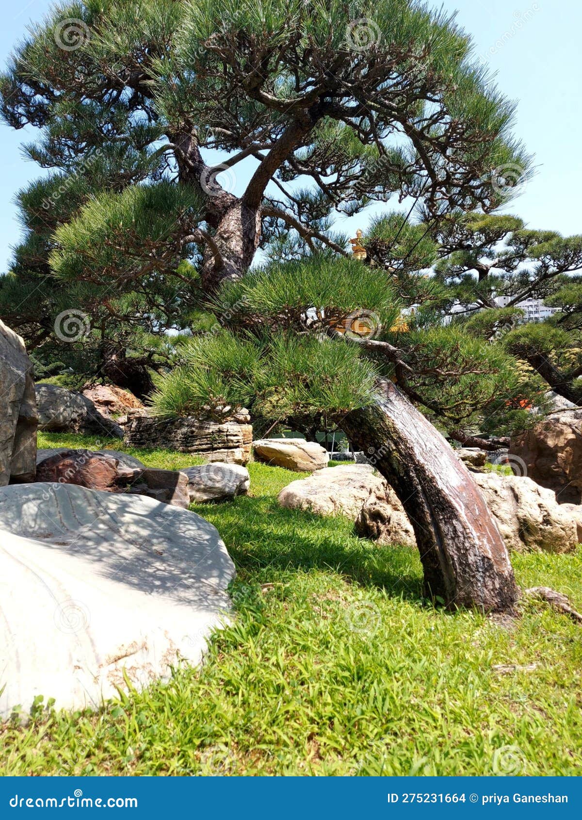 Beautiful Bonsai Pinus Tree Stock Photo - Image of pond, vegetation ...