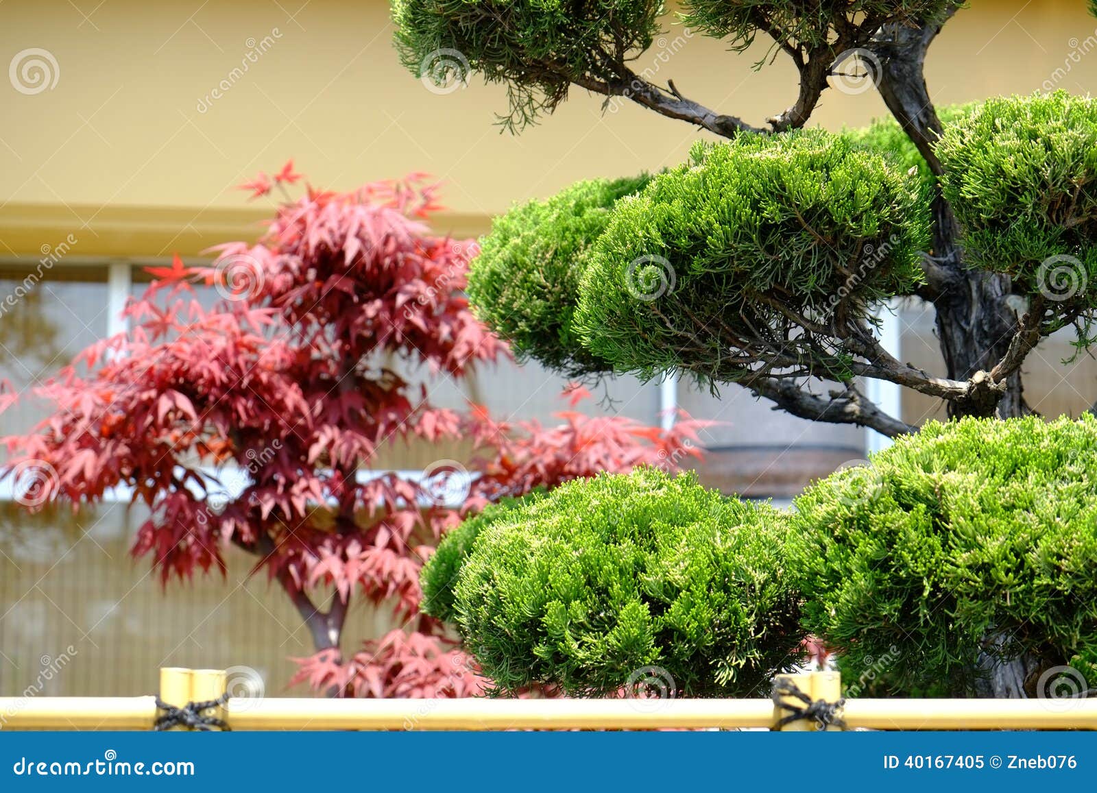 Beautiful Bonsai stock image. Image of culture, bonsai - 40167405