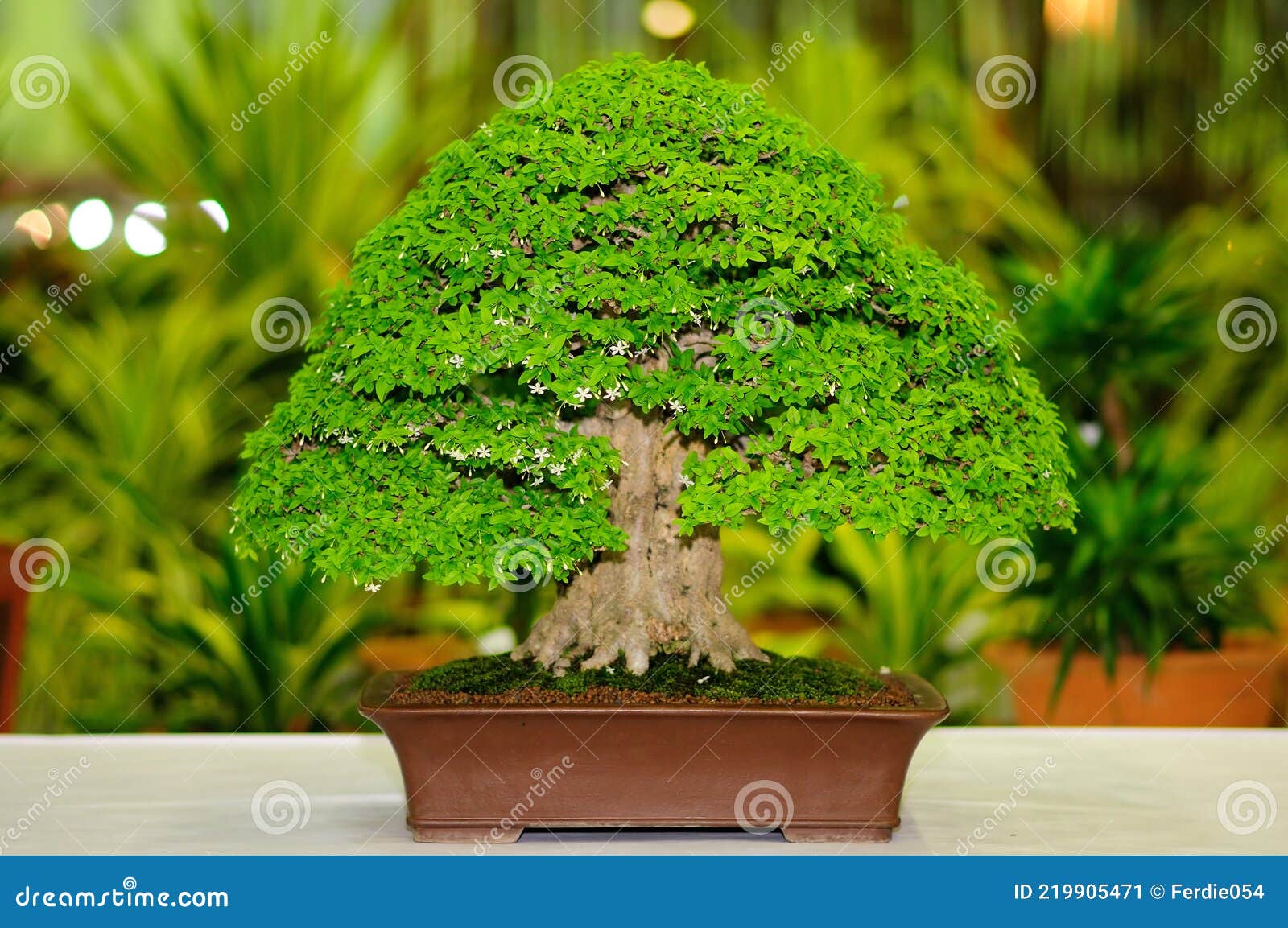 Beautiful Bonsai Tree stock image. Image of bonsai, small - 219905471
