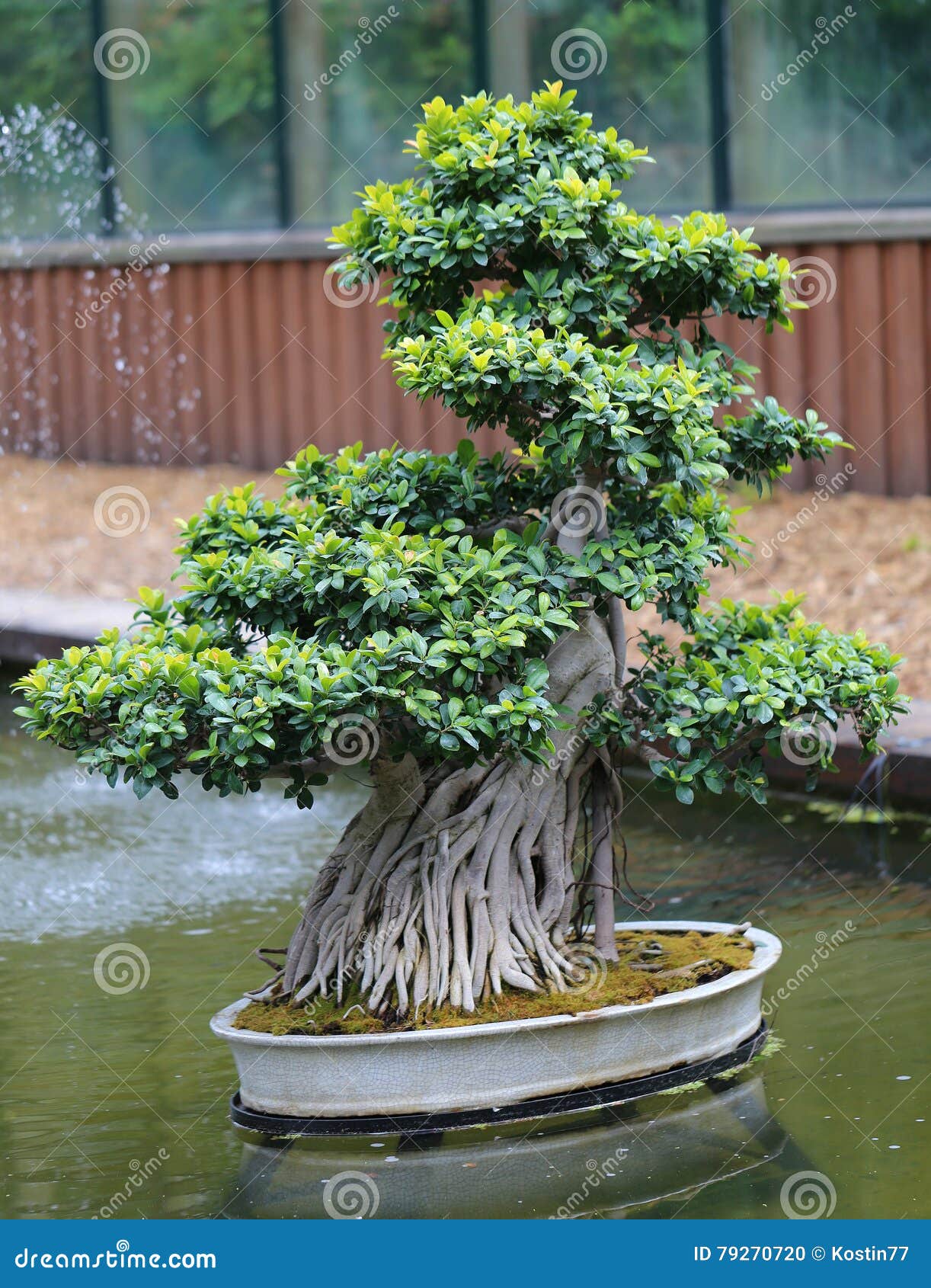 Beautiful bonsai tree stock photo. Image of bend, asian - 79270720