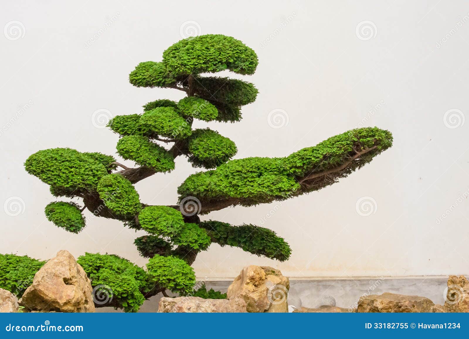 Rock For Bonsai Plant at James Kornweibel blog
