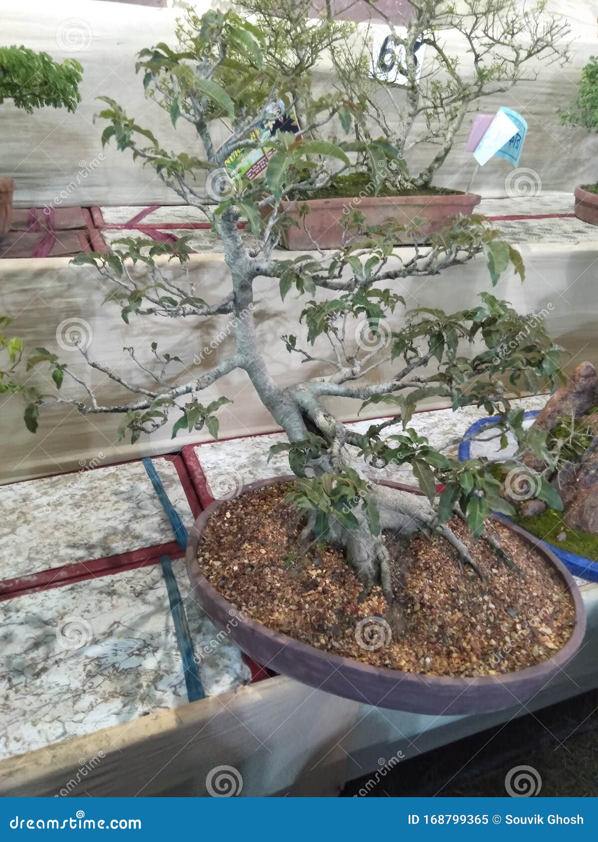 Beautiful Bonsai Tree in a Tub Stock Image - Image of tree, beautiful ...