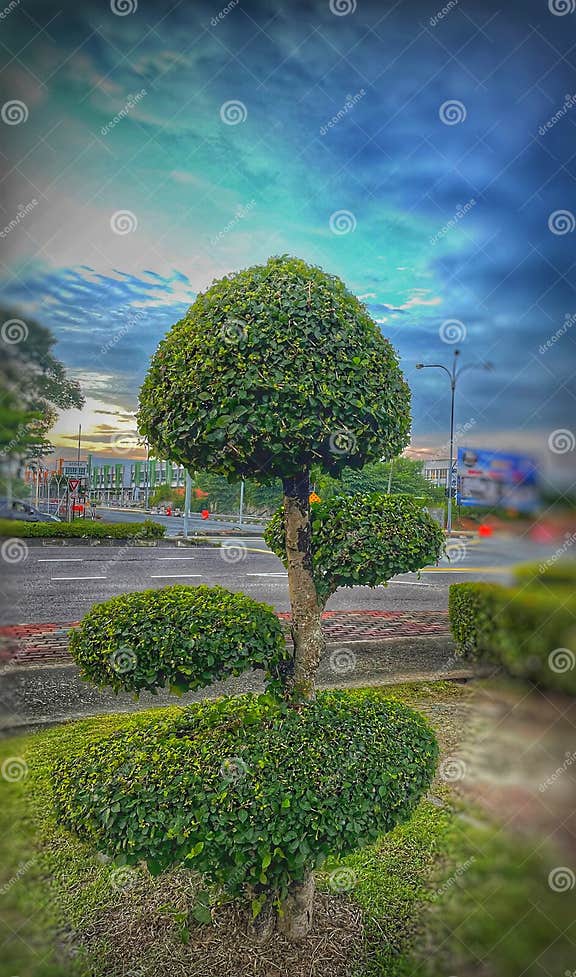 Beautiful Bonzai Tree in the Park Stock Photo - Image of green ...