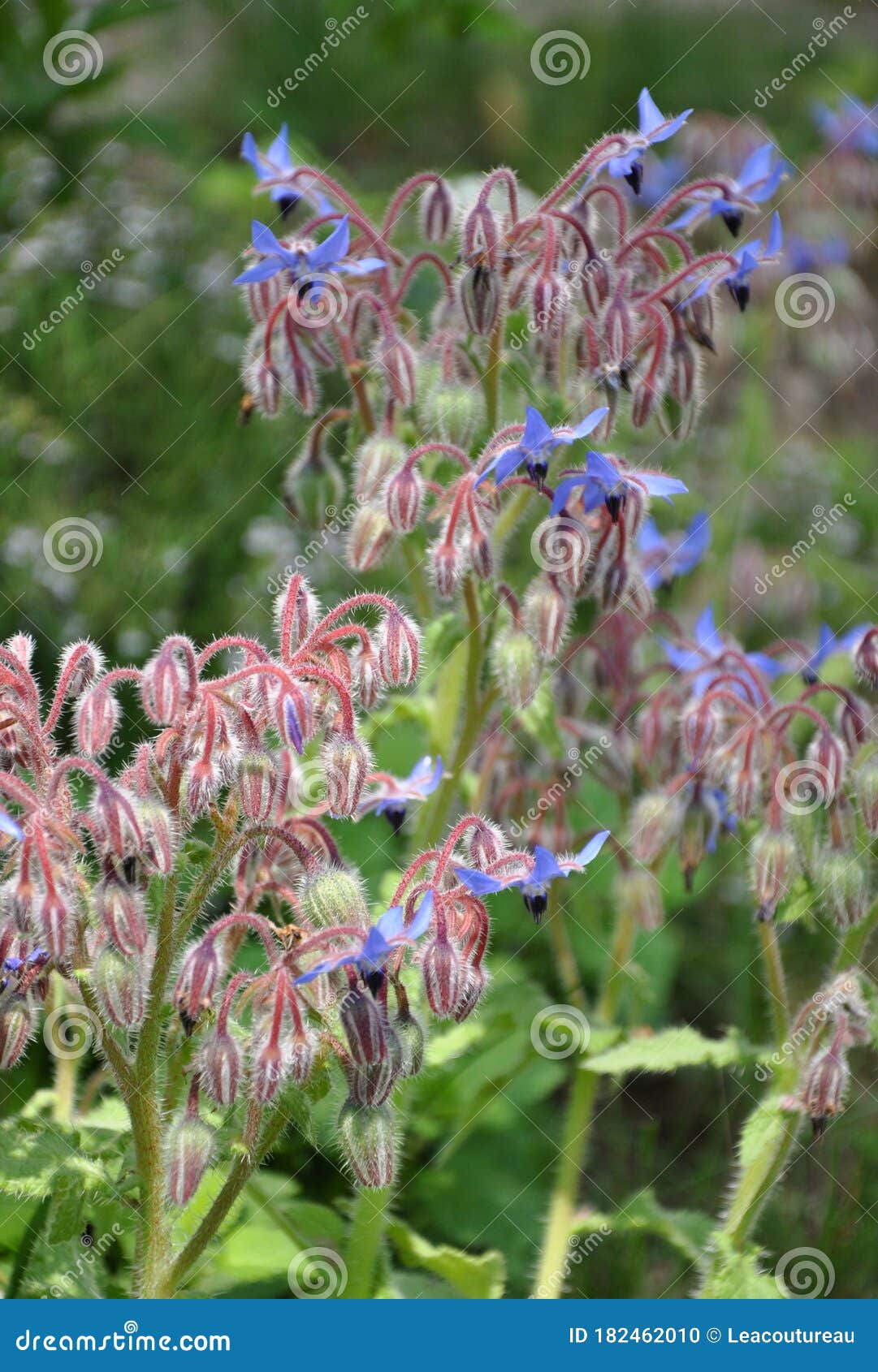 Beautiful Borage Flowers in a Garden Stock Photo - Image of macroshot ...