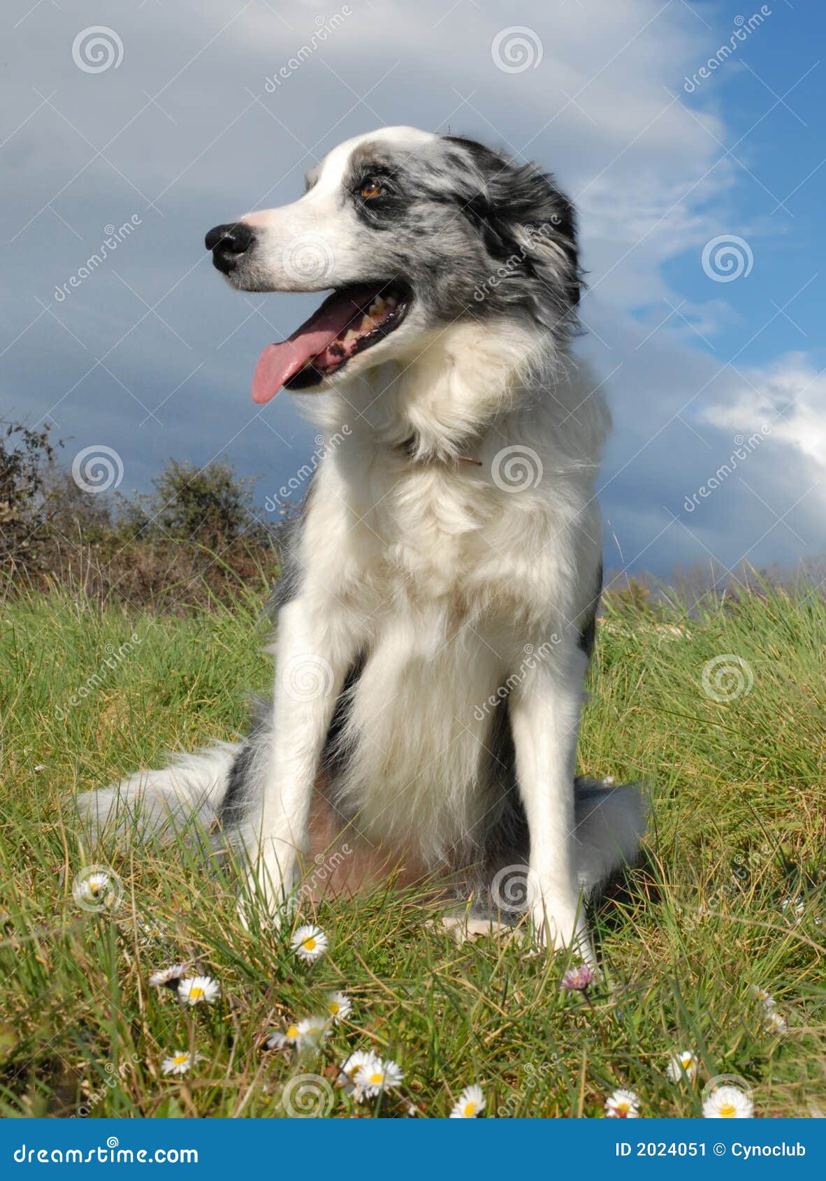 Beautiful Border collie stock image. Image of puppy, farm - 2024051