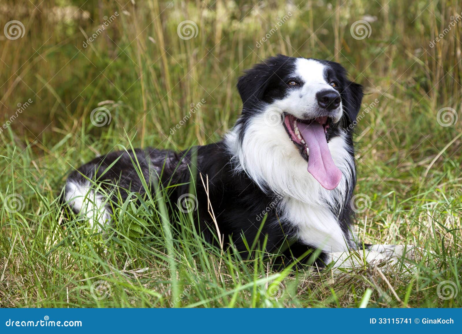 Beautiful Border Collie stock image. Image of pelt, comrade - 33115741
