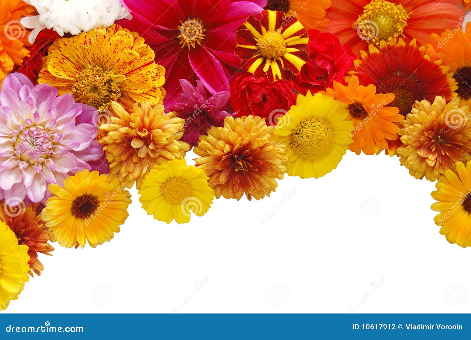 Real Flowers Backgrounds