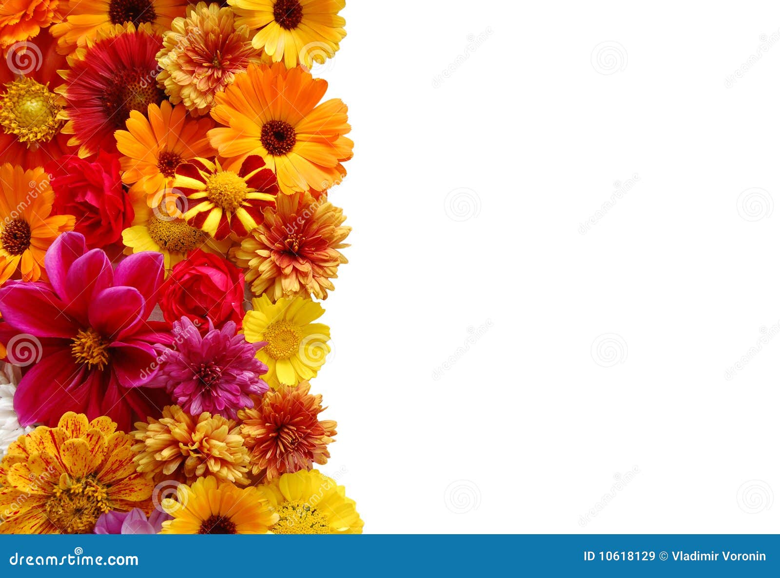 Beautiful Border from Fresh Flowers Stock Image - Image of blooming ...