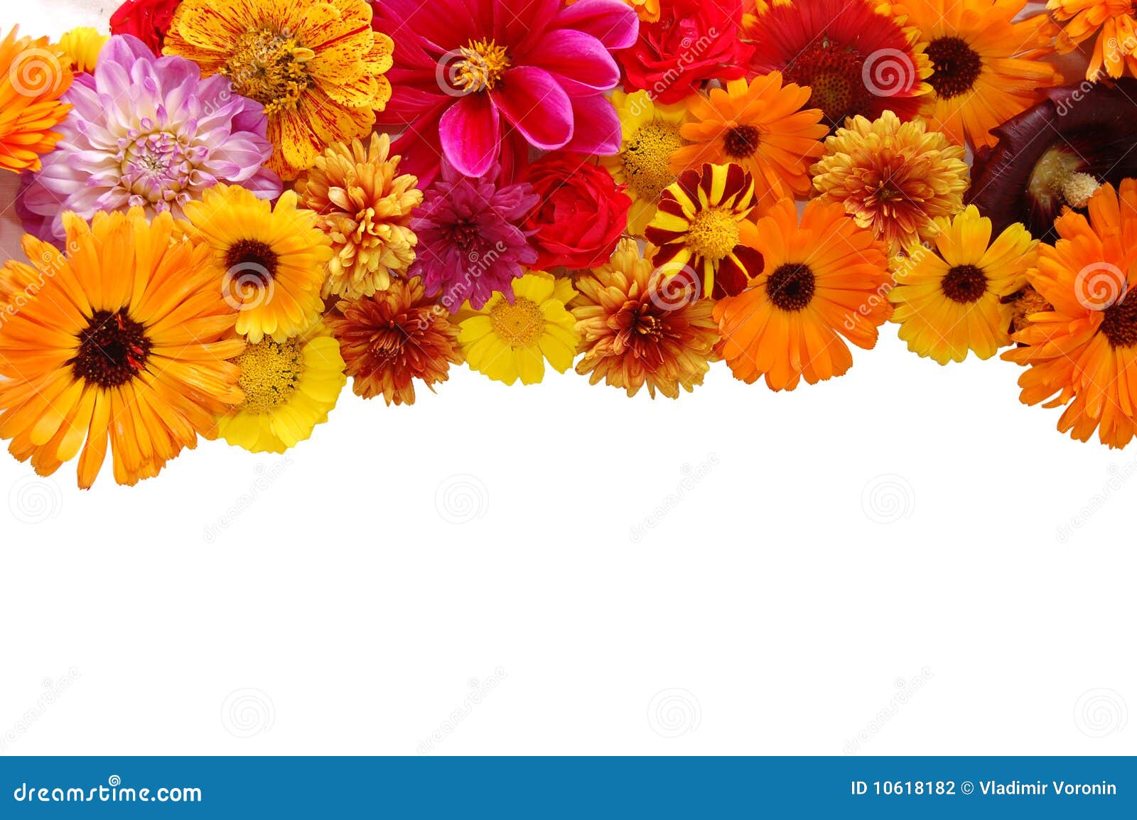 Fresh Flowers On The Background Of Tree Cuts. Royalty-Free Stock Photo ...