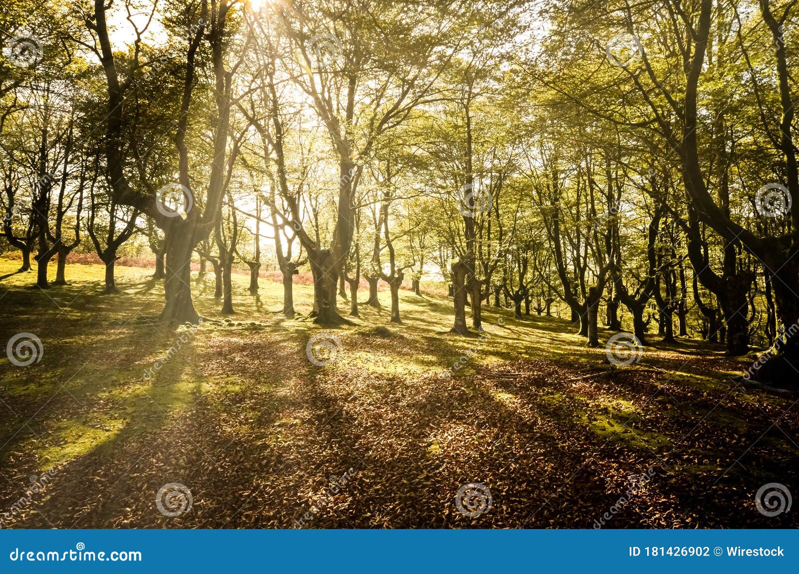 Beautiful Borest with a Lot of Trees with Bright Sun Rays in the ...