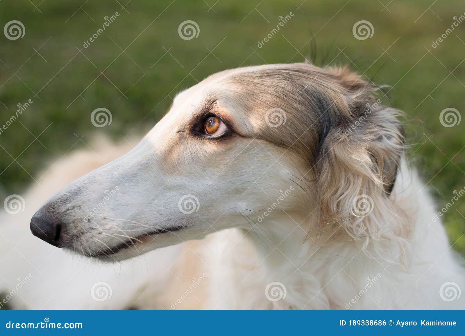 Beautiful borzoi dog stock photo. Image of domestic - 189338686