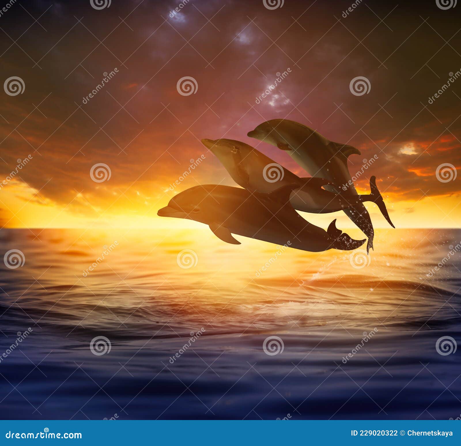 Bottlenose Dolphins At Sunset