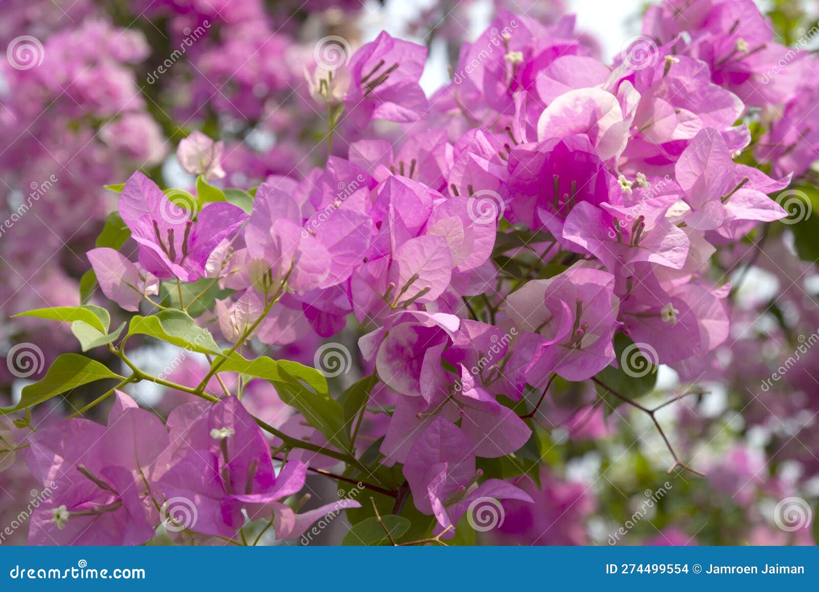 Beautiful Bougainvillea Blooming Background Stock Photo - Image of ...