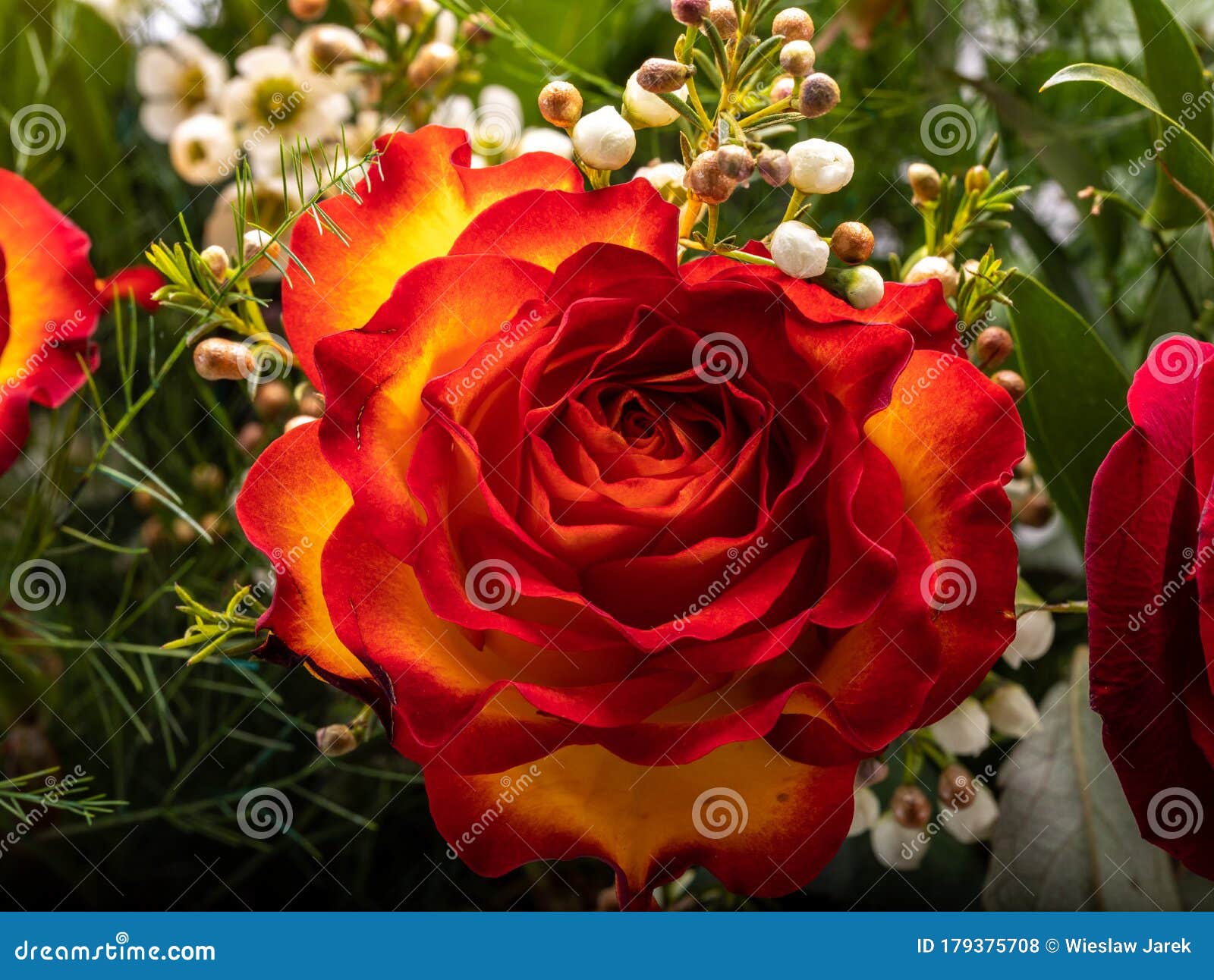 Beautiful Bouquet of Colorful Roses. Stock Photo - Image of floristic ...
