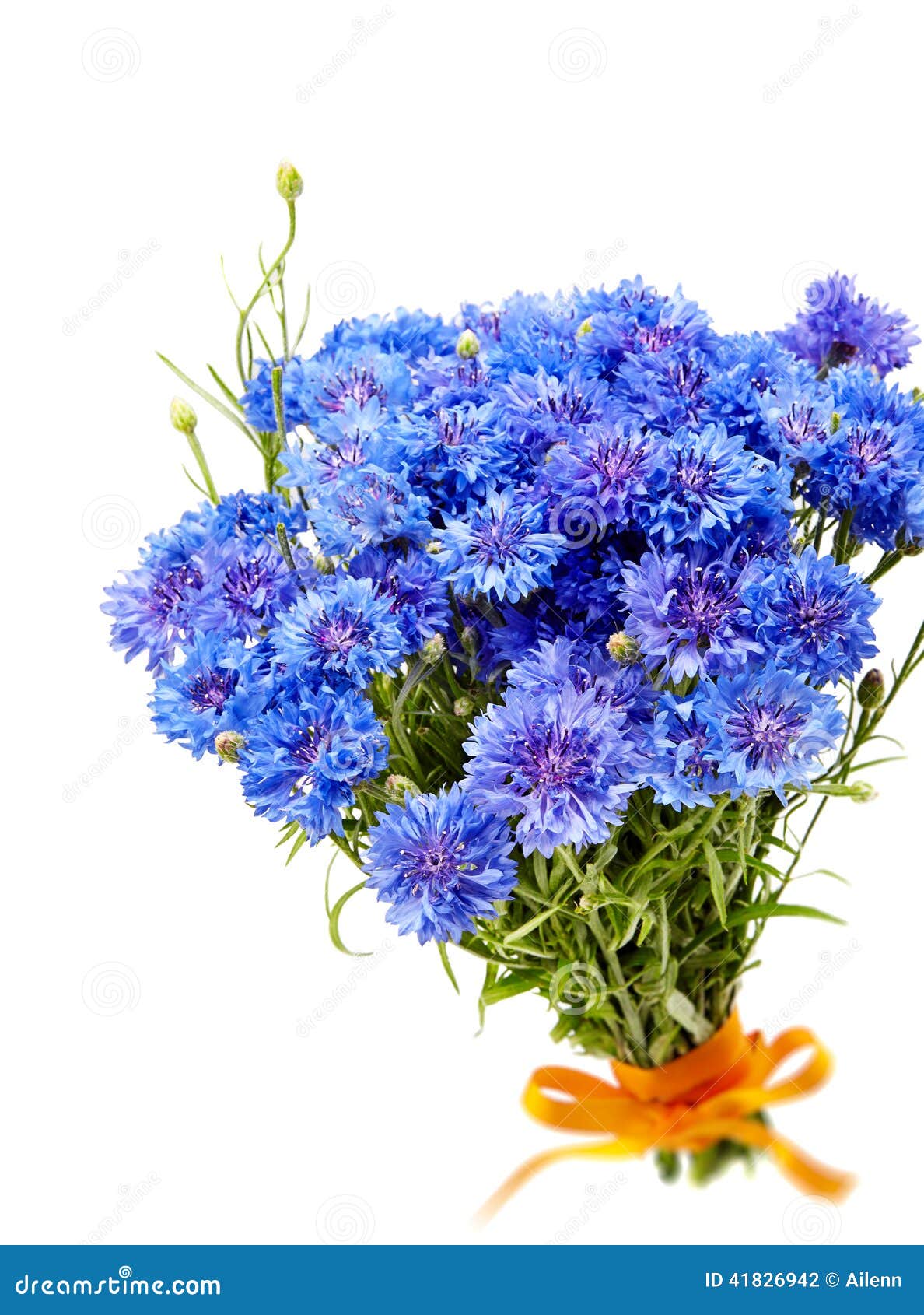 Beautiful Bouquet of Cornflowers Isolated Stock Photo - Image of beauty ...