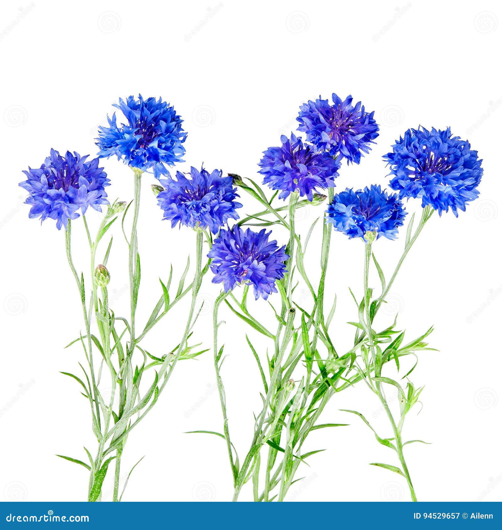 Beautiful Bouquet of Cornflowers Isolated on White Background Stock ...