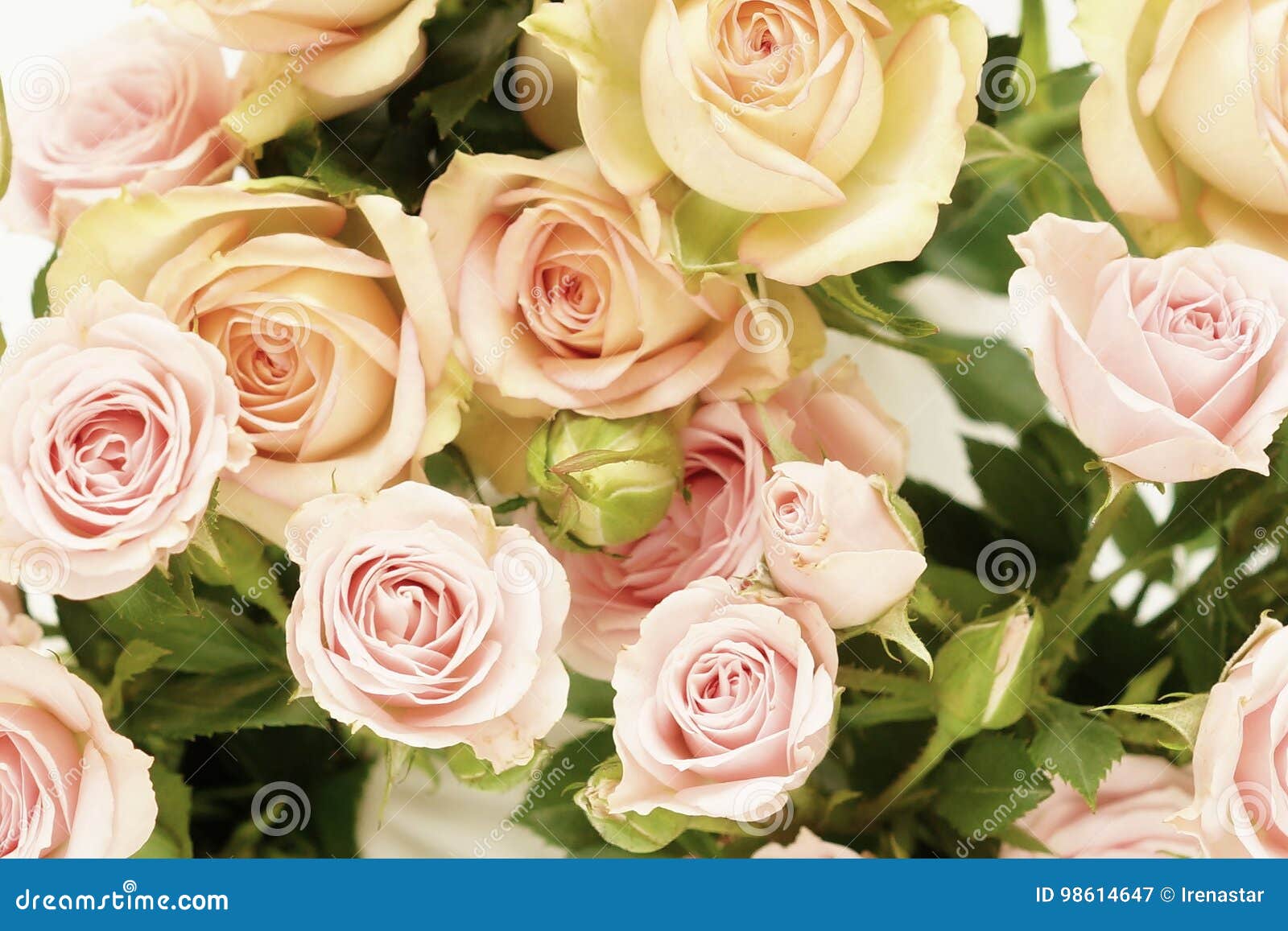 Beautiful Bouquet of Cream Roses Background Stock Image - Image of ...