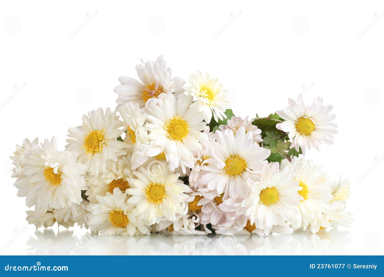 Beautiful Bouquet of Daisies Stock Image - Image of fresh, bloom: 23761077