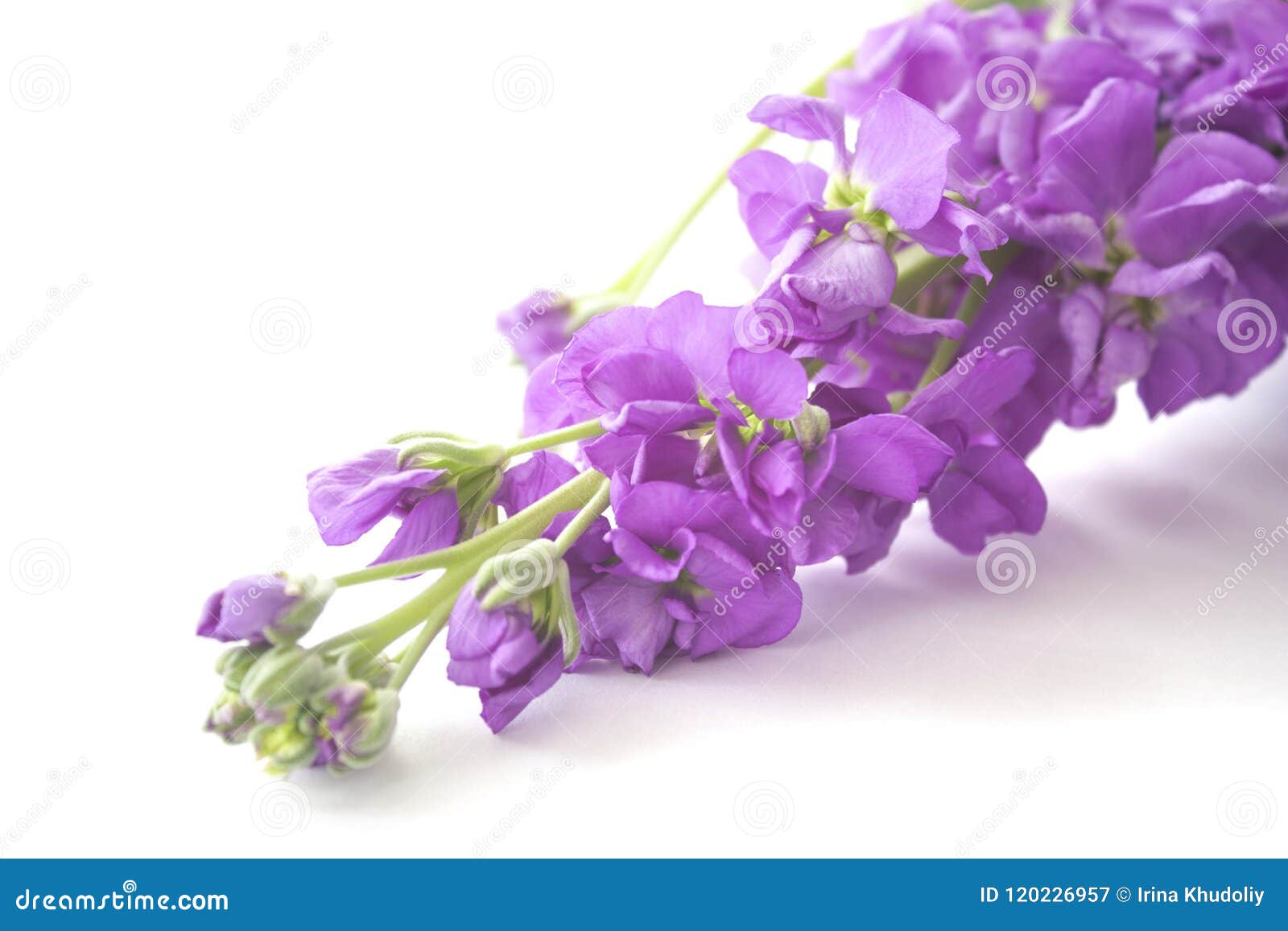 Matthiola flower stock image. Image of fragrant, elegant - 120226957