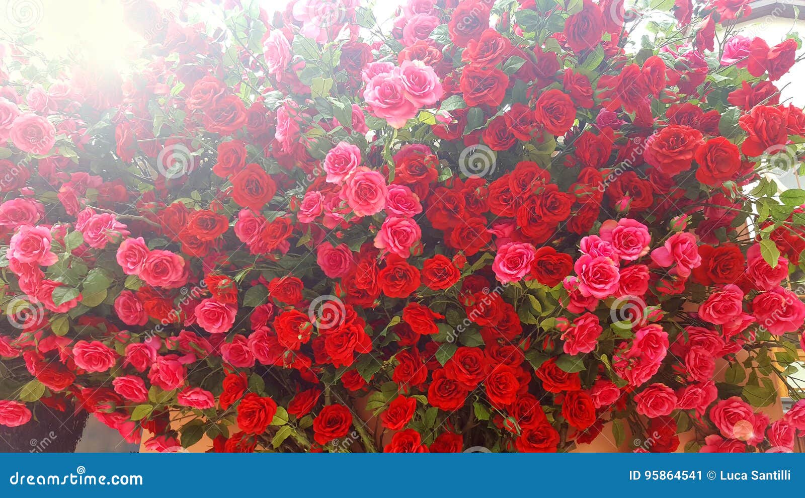 Beautiful Bouquet of Multicolored Roses Stock Image - Image of roses ...