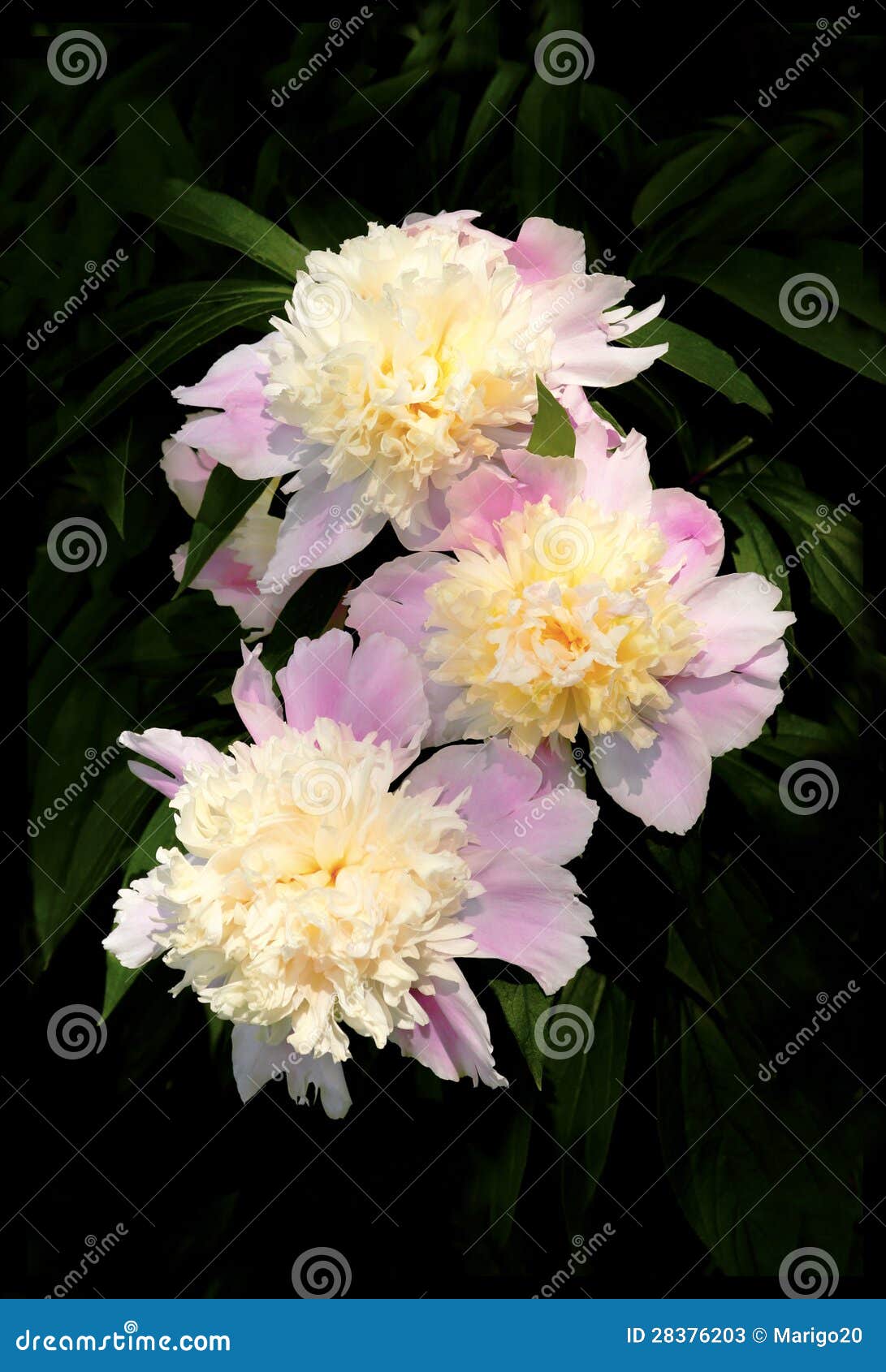 10,535 Colorful Peonies Bouquet Photos - Free & Royalty-Free Stock ...