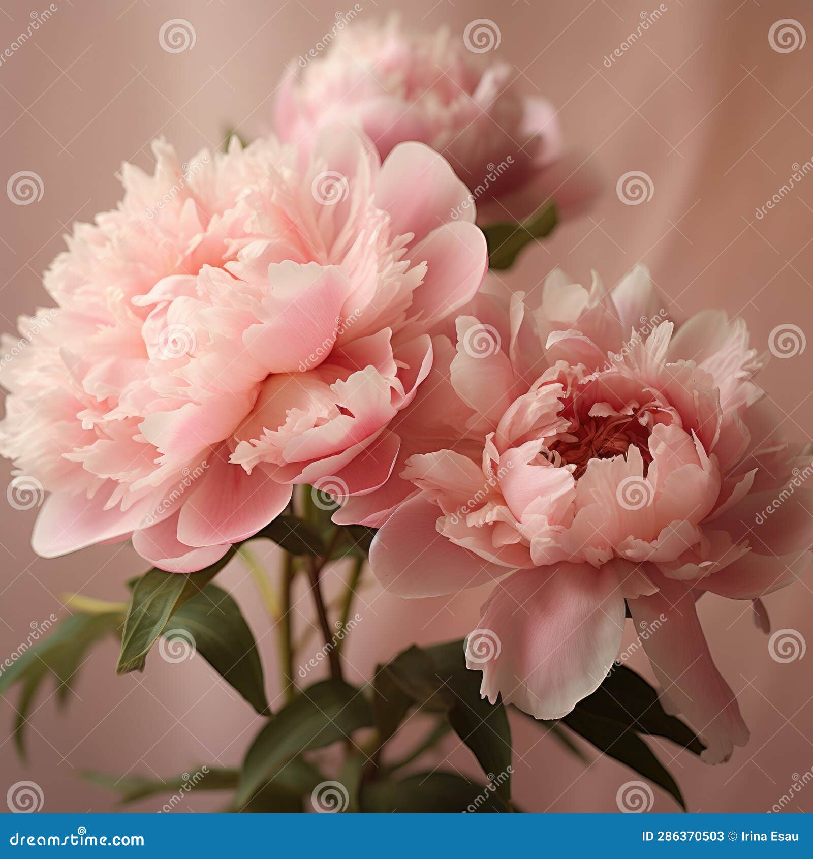 Beautiful Bouquet of Pink Peonies. Ai Generative Stock Image - Image of ...