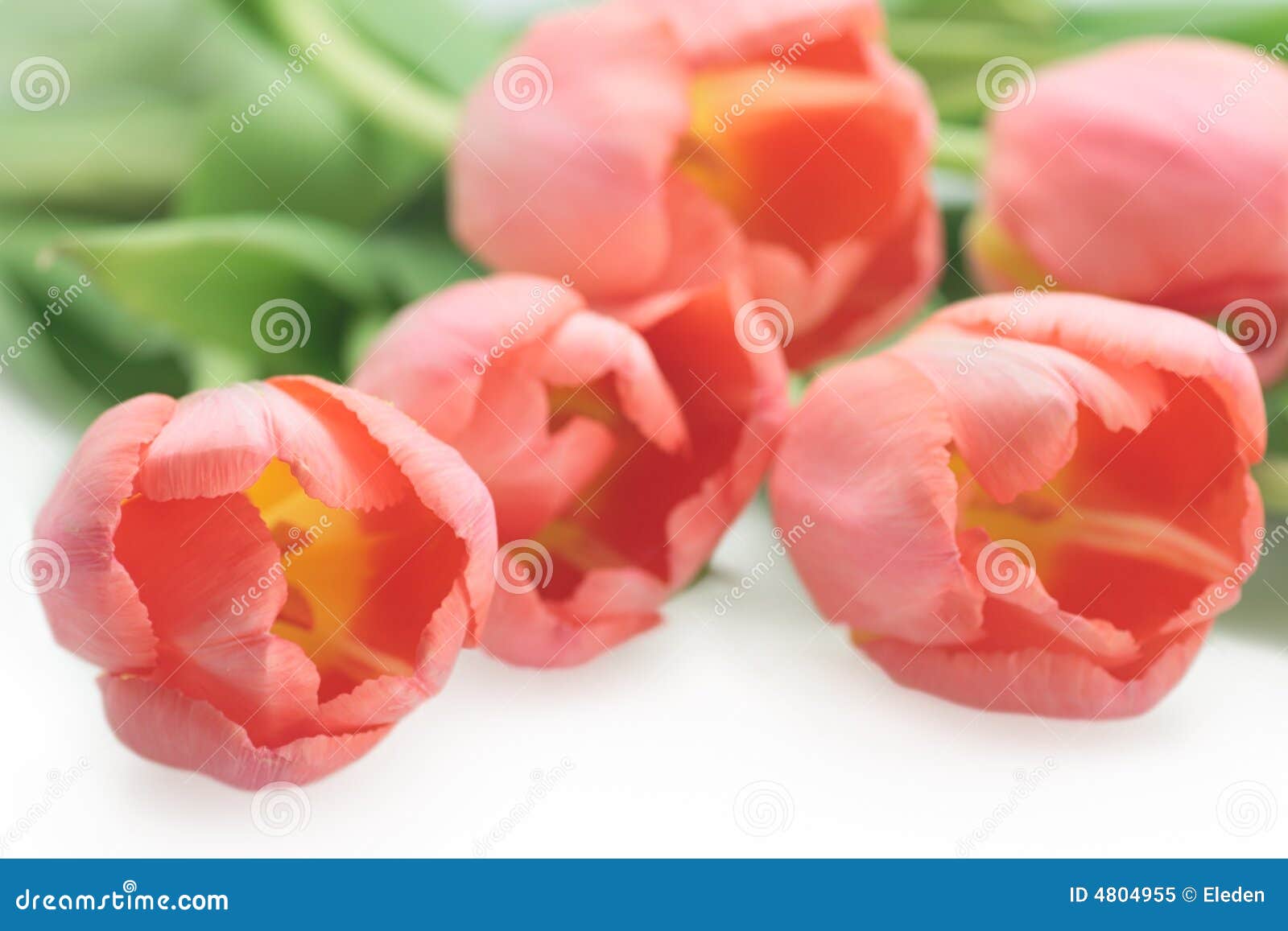Beautiful Bouquet of Pink Tulips Stock Image - Image of blossom ...