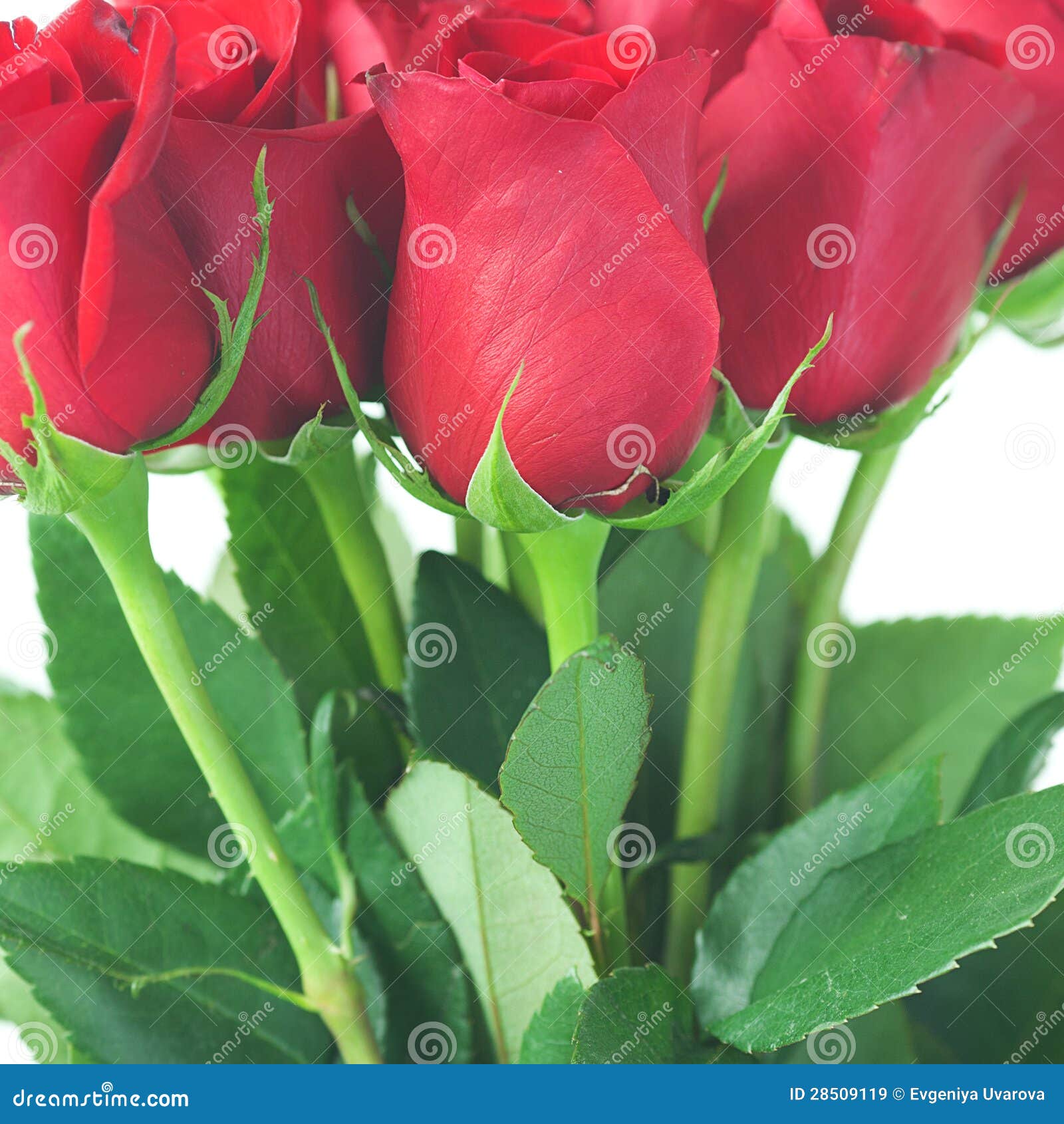 Beautiful Bouquet of Red Roses Stock Image - Image of beautiful, symbol ...