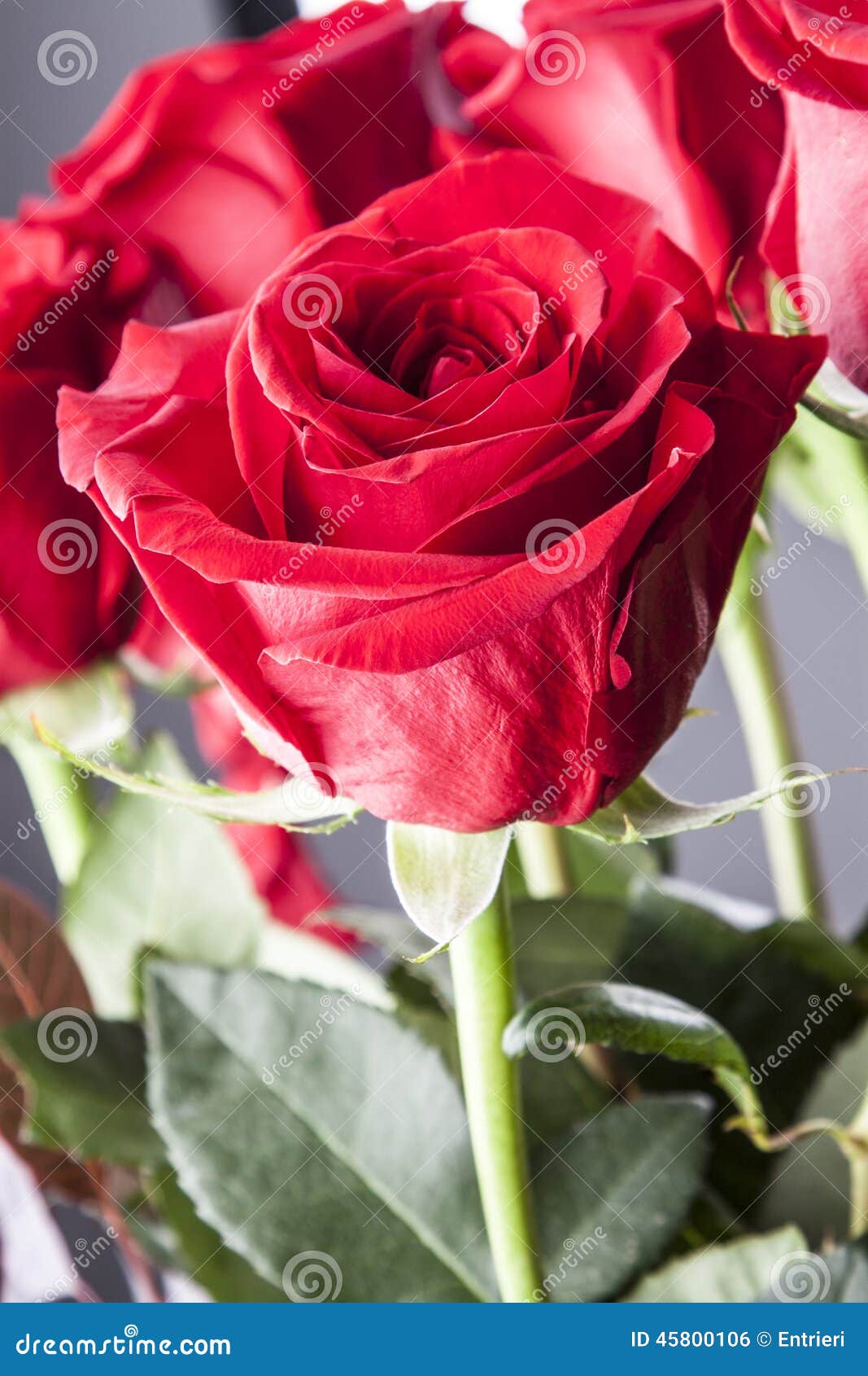 Beautiful Bouquet of Red Roses Stock Photo - Image of love, holiday ...