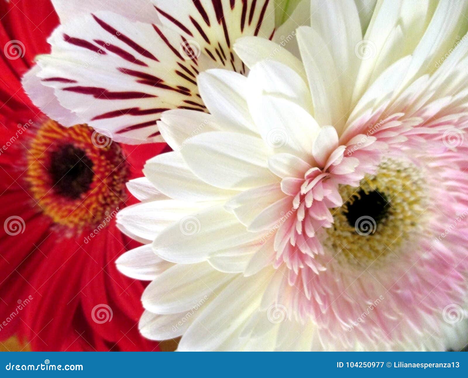 Beautiful Bouquet of Red and White Gerberas in the Spring Stock Image ...