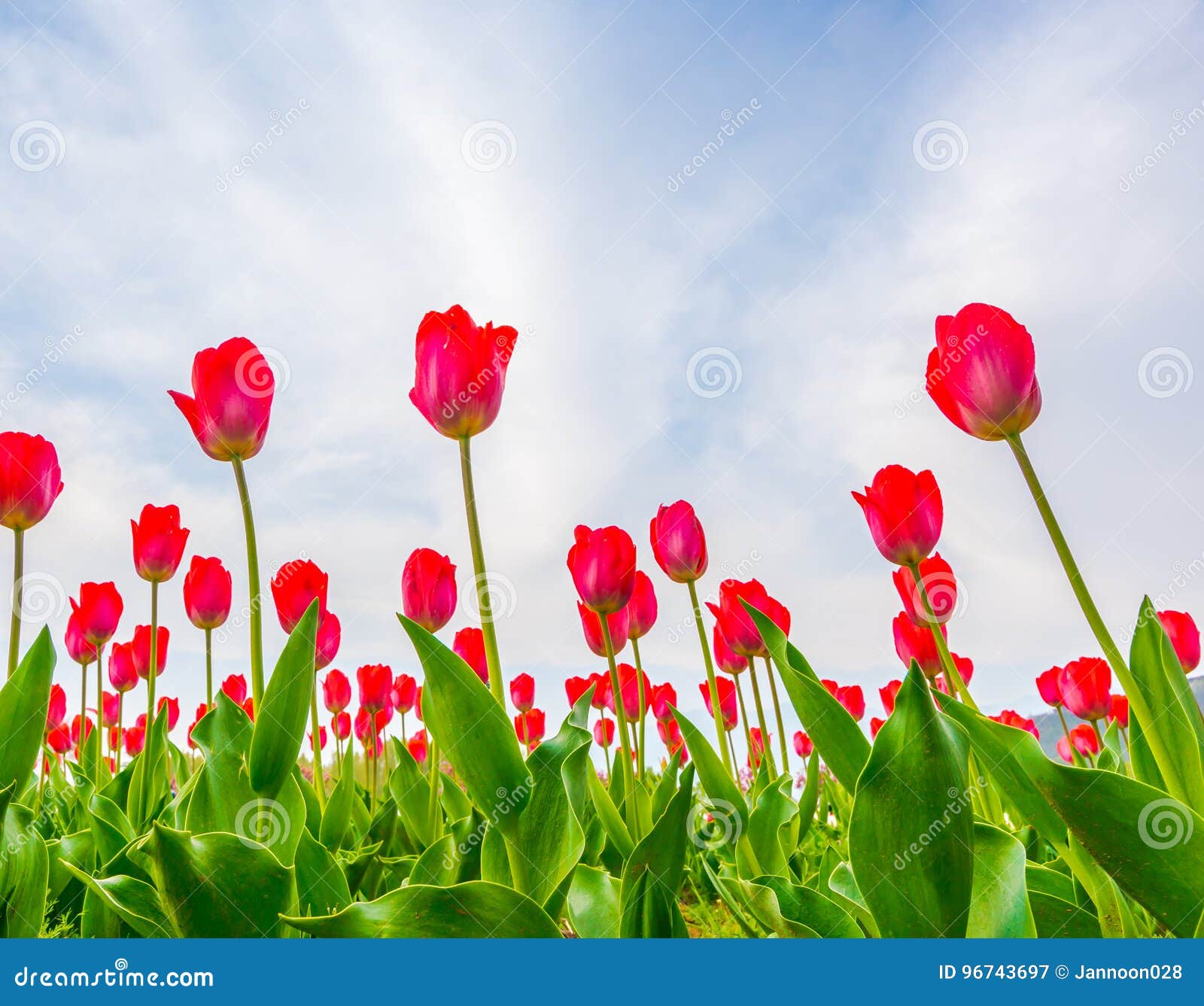 Beautiful Bouquet of Tulips in Spring Season . Stock Image - Image of ...