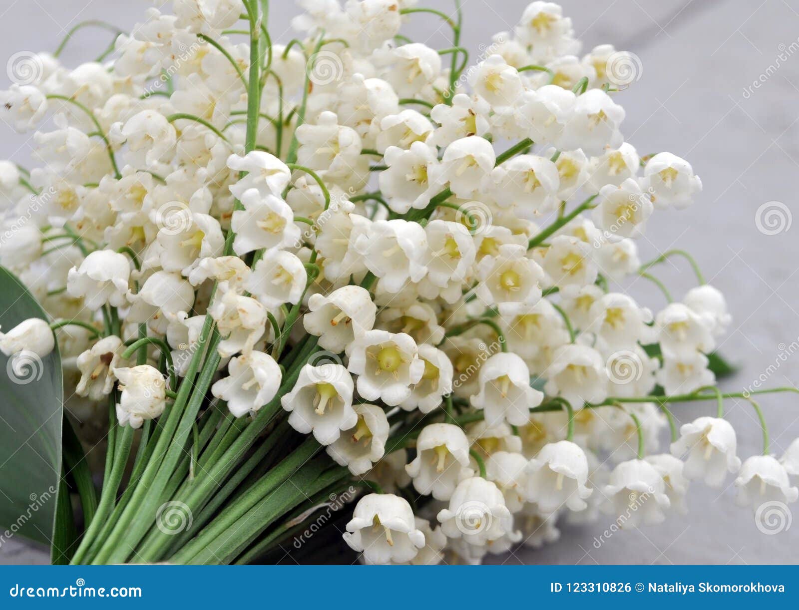 White Forest Lilies of the Valley Stock Photo - Image of beautiful ...