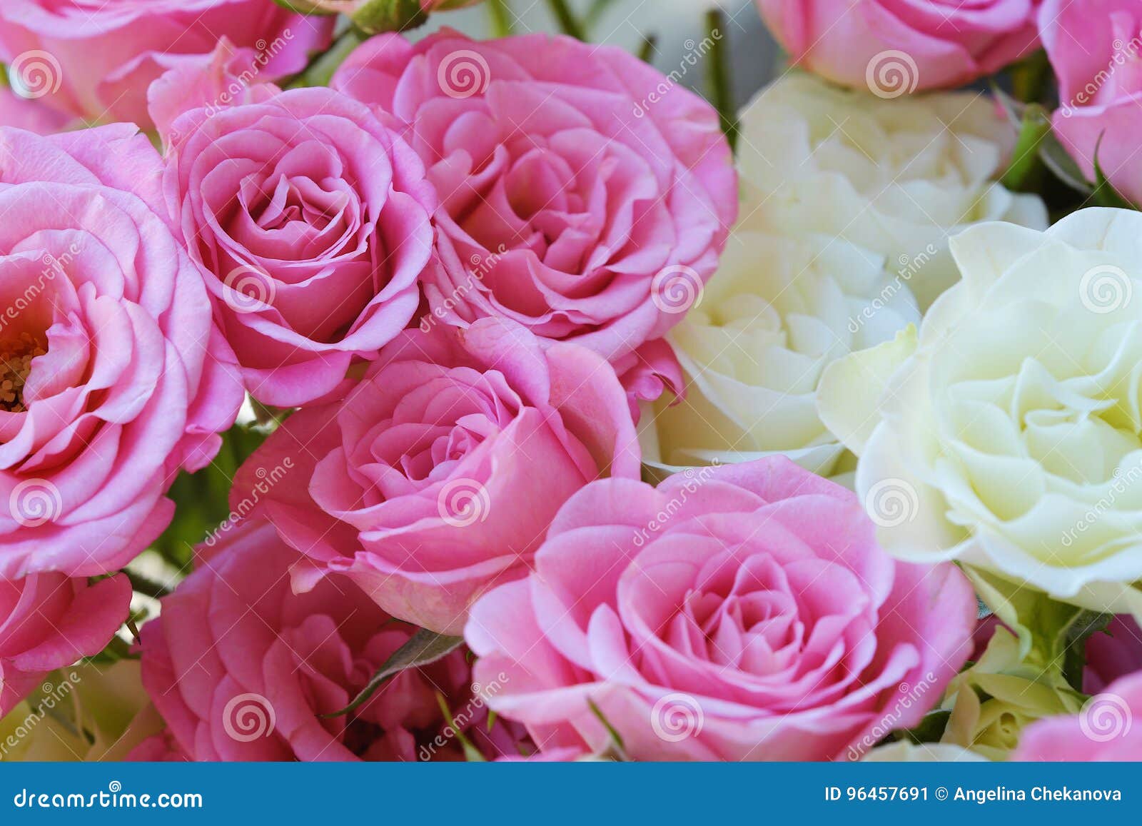 Beautiful Bouquet of White and Pink Roses Stock Image - Image of roses ...