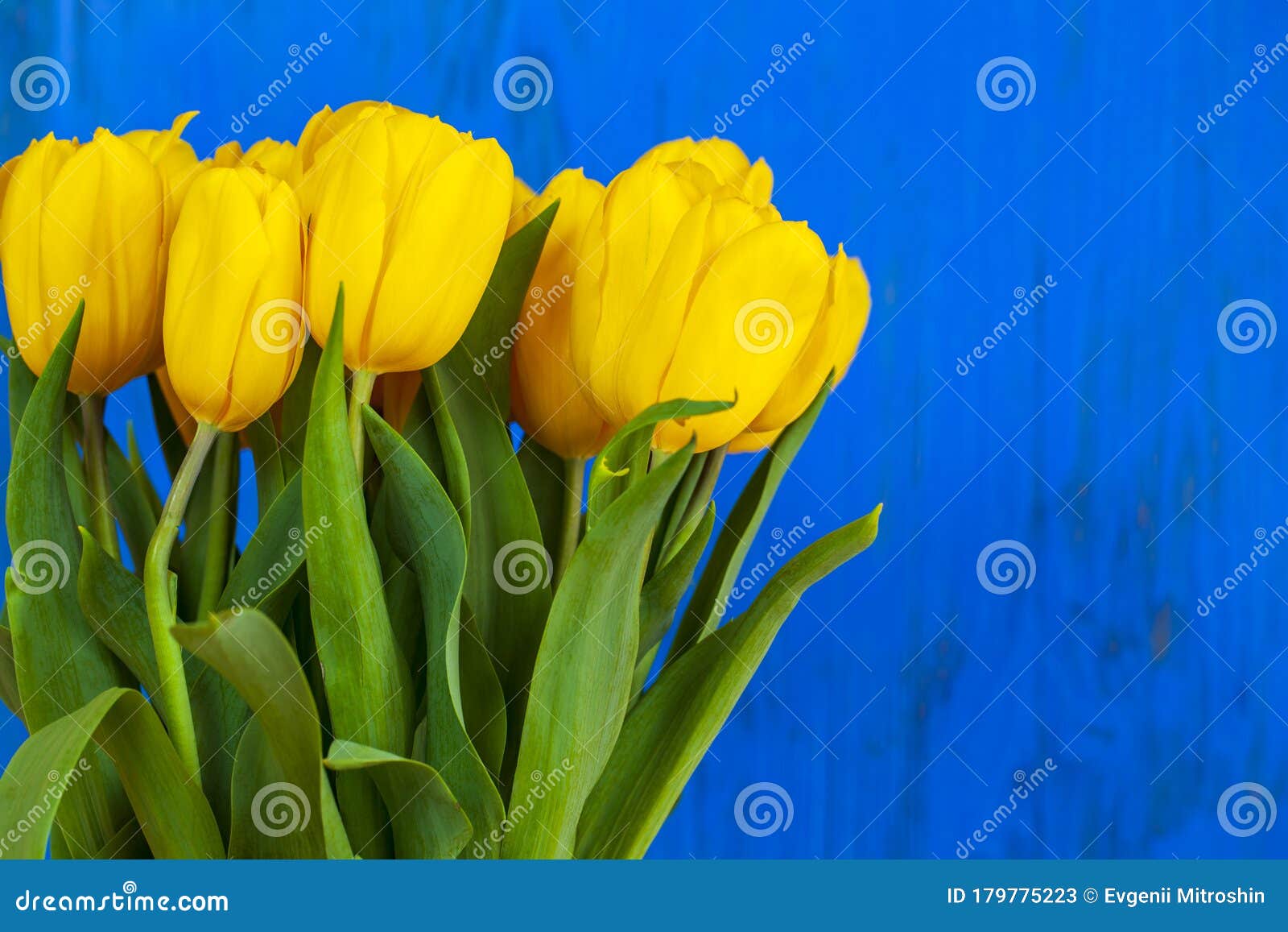 Beautiful Bouquet of Yellow Tulips on a Blue Background Stock Image ...