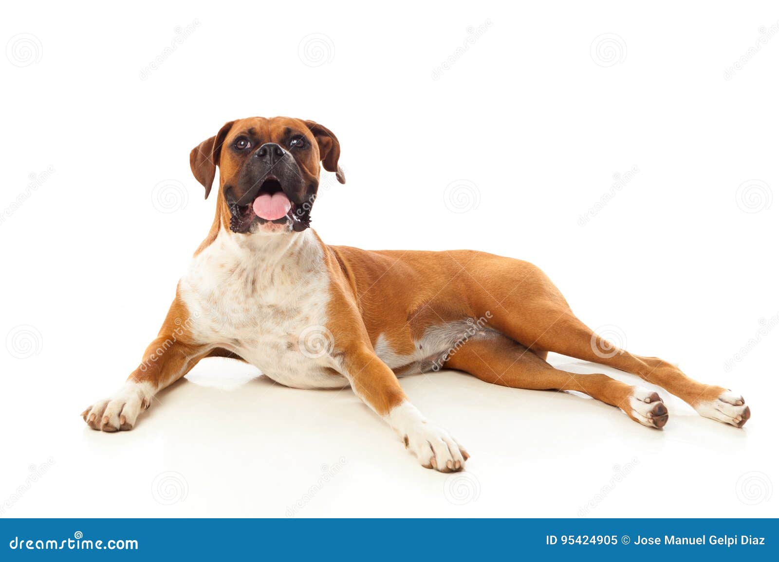 Beautiful boxer dog lying stock image. Image of eyes - 95424905