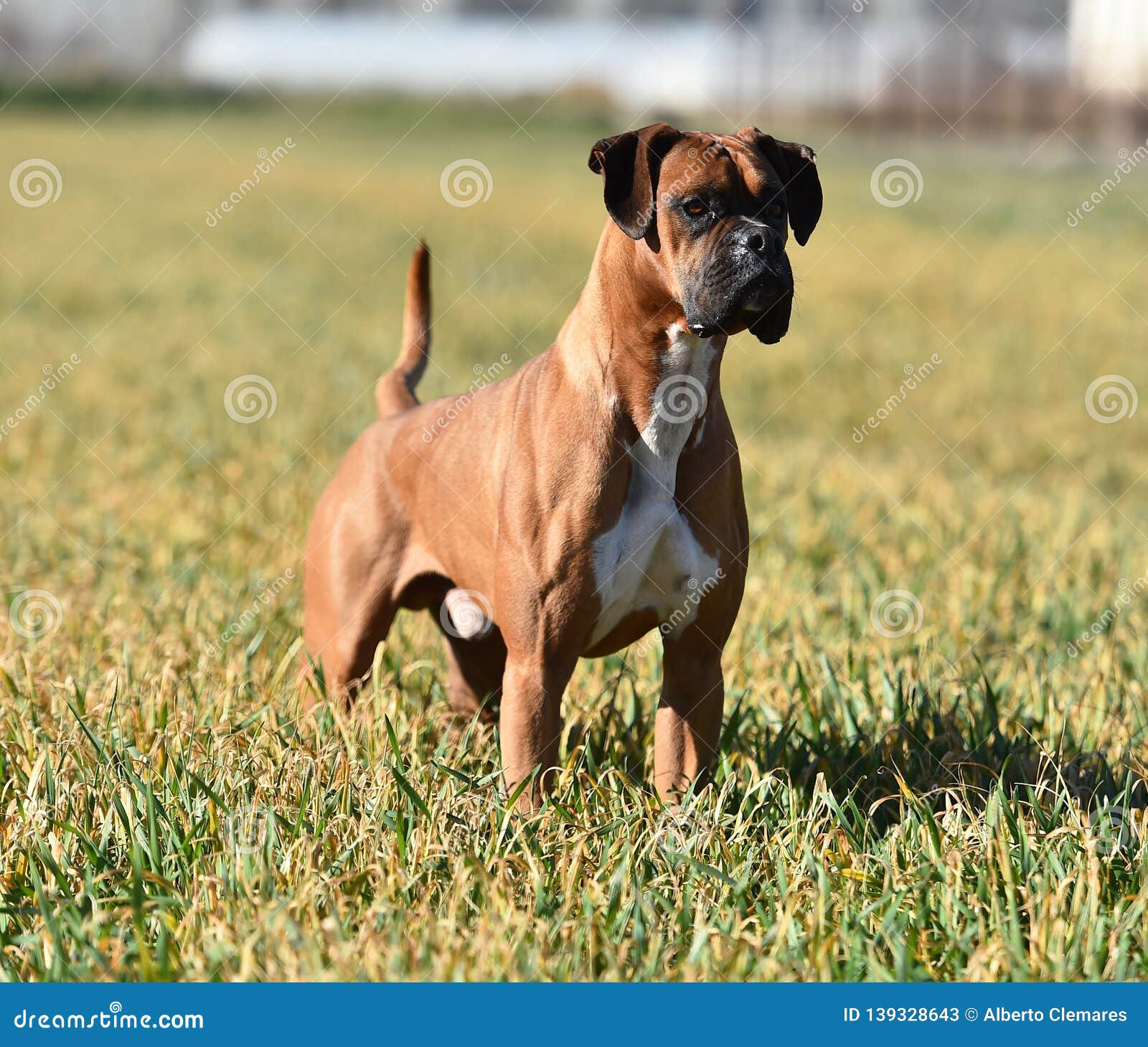 Boxer in the green field stock image. Image of bravery - 139328643