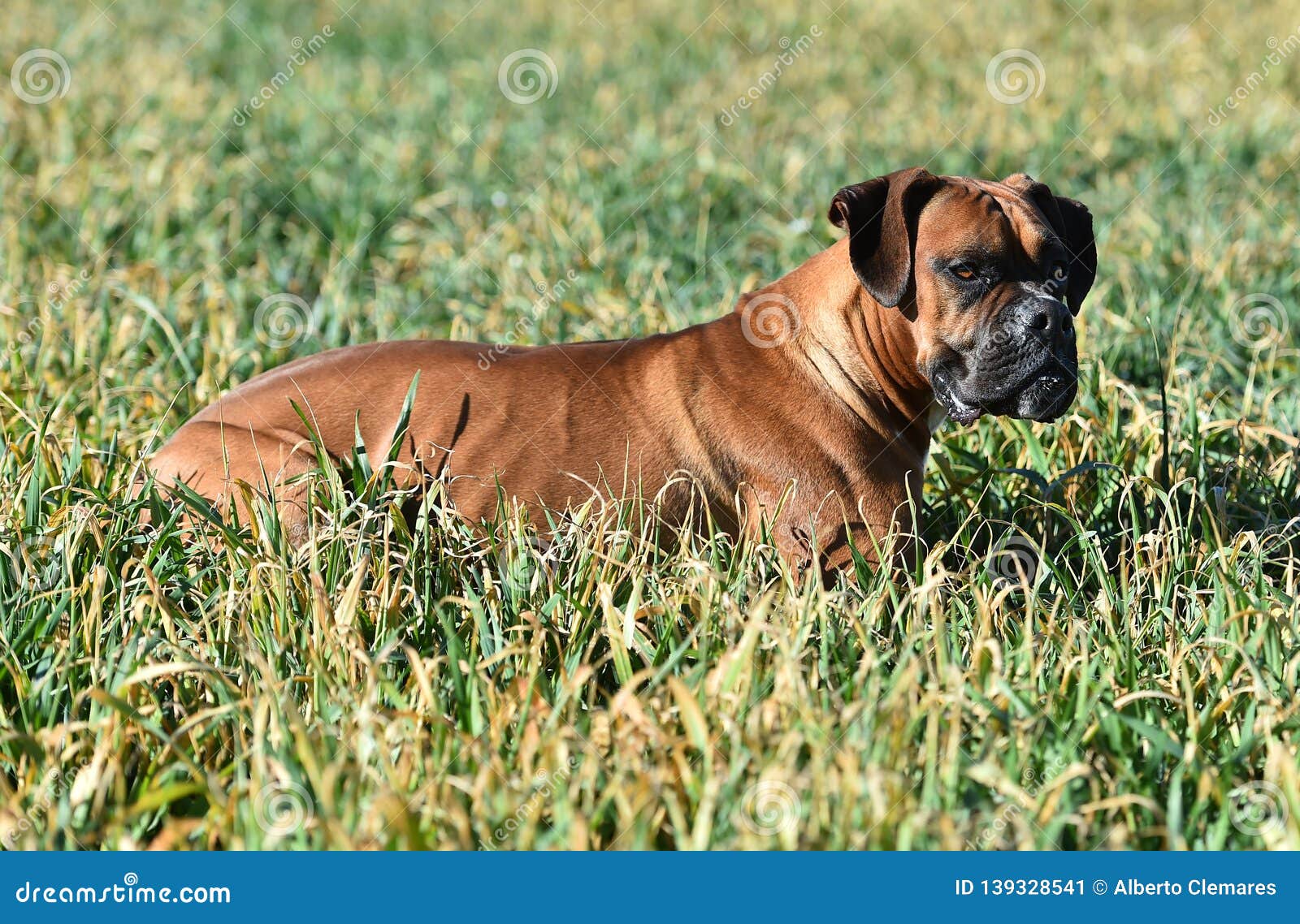 Boxer in the green field stock image. Image of cute - 139328541
