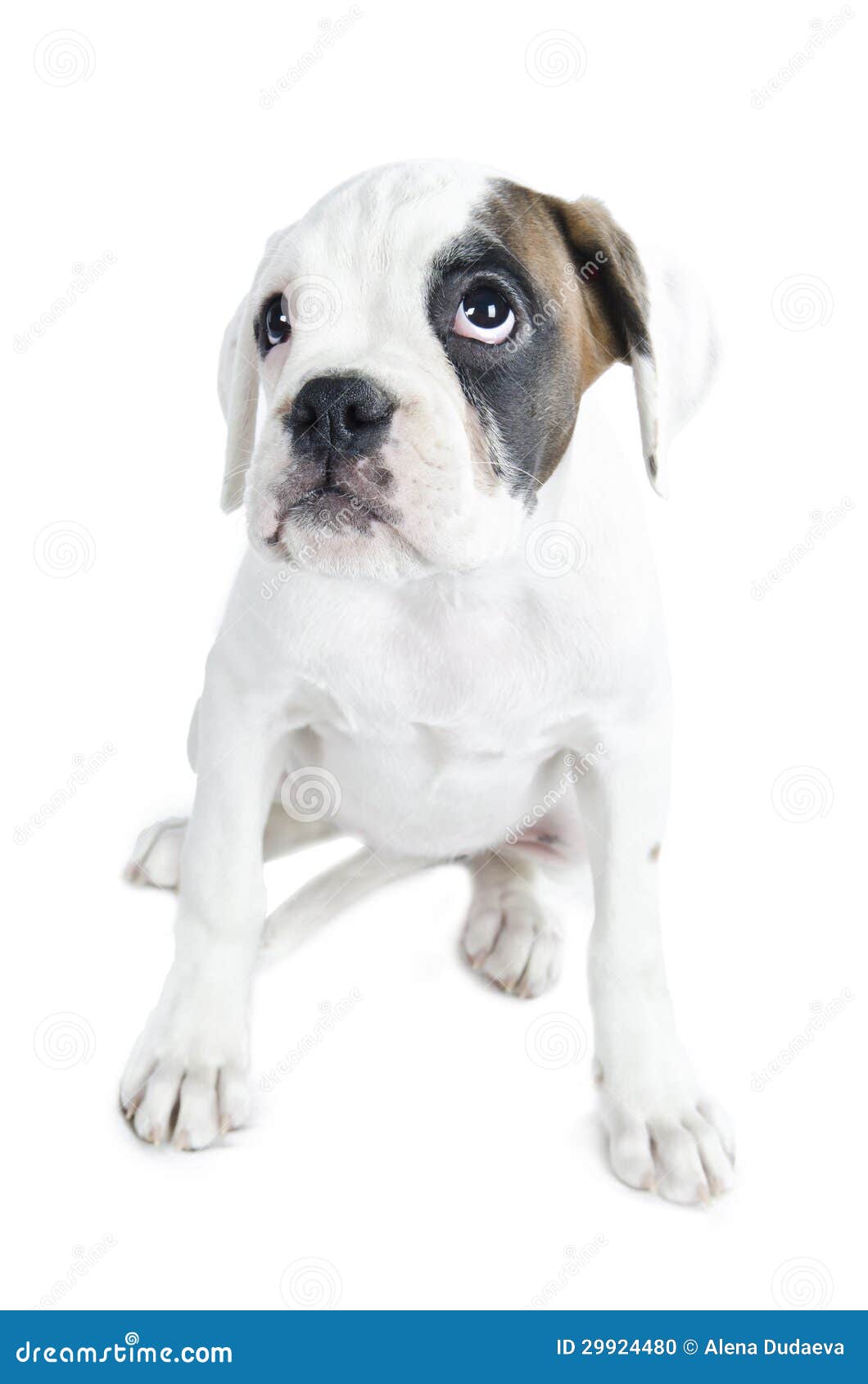 Beautiful Boxer puppy stock photo. Image of animal, playful - 29924480