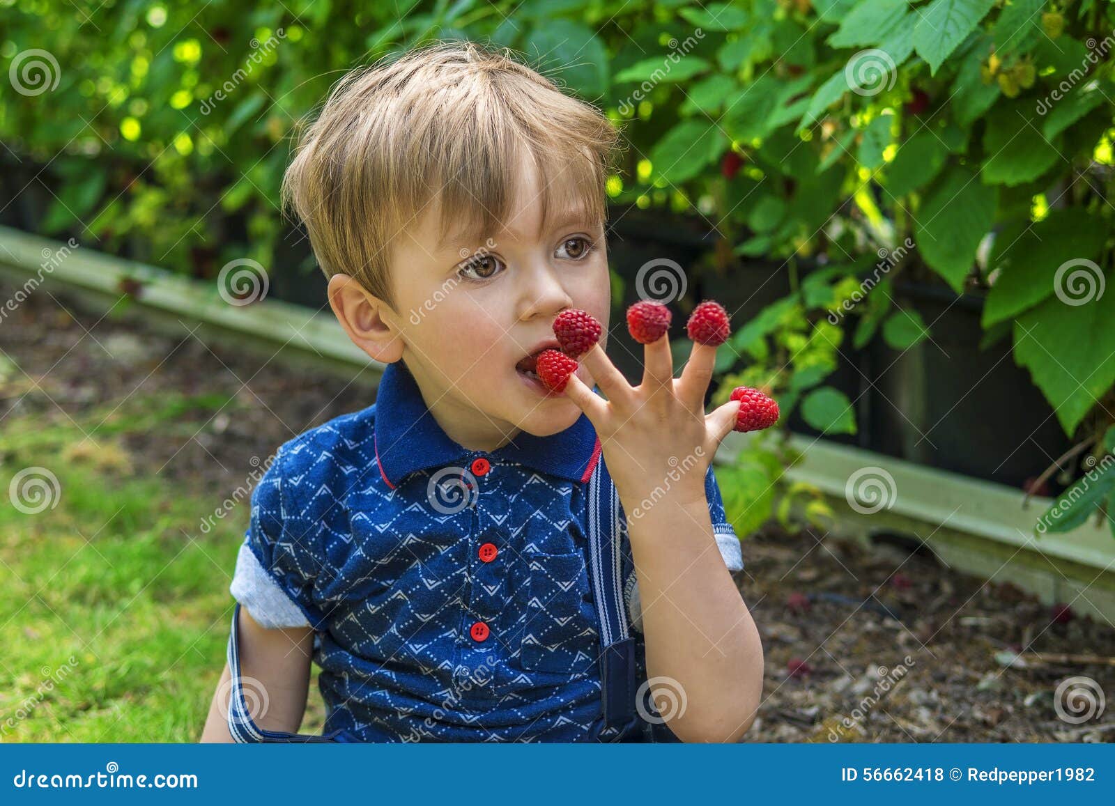 Beautiful Boy Eating Raspberries Stock Photo - Image of grow, juicy ...
