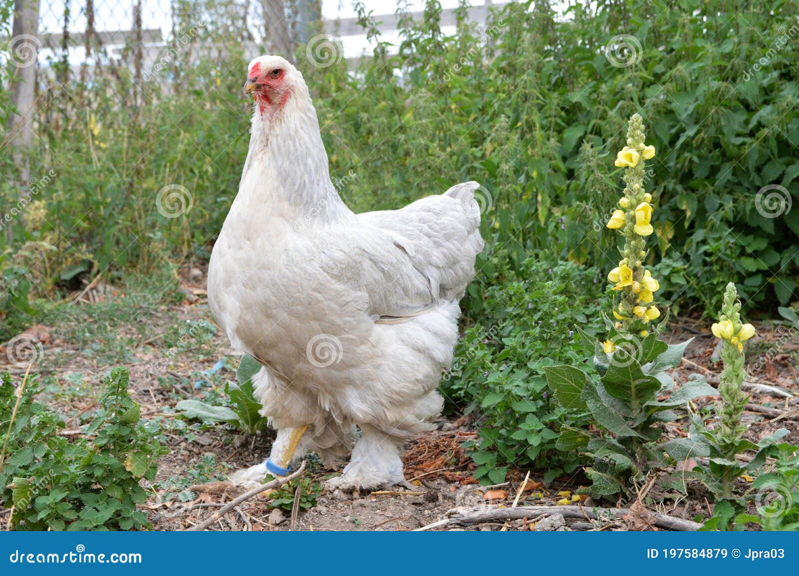 Beautiful Brahma chicken stock image. Image of fowl - 197584879
